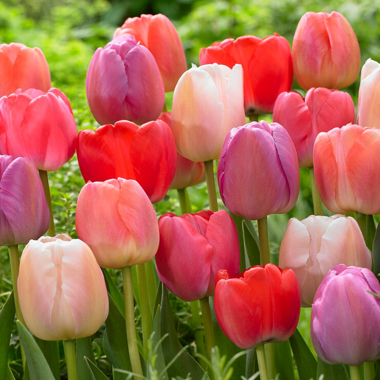Van Zyverden Multicolor Tulips Pride Mix Quantity Landscape Bulbs 1200 ...