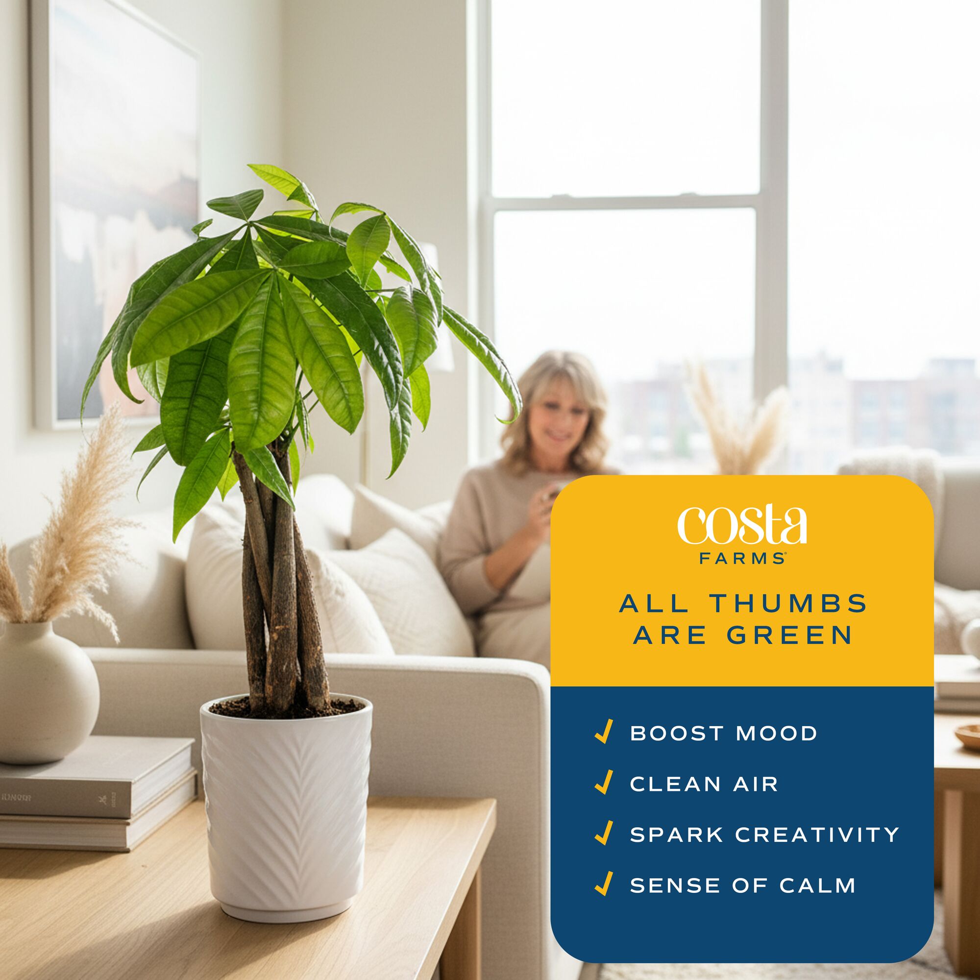 Costa Farms Specialty Pachira Money Tree House plant in 1.25 Pint(s ...