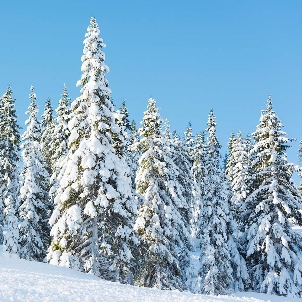 Brighter Blooms Norway Spruce Tree (3-4 ft.) in the Trees department at ...