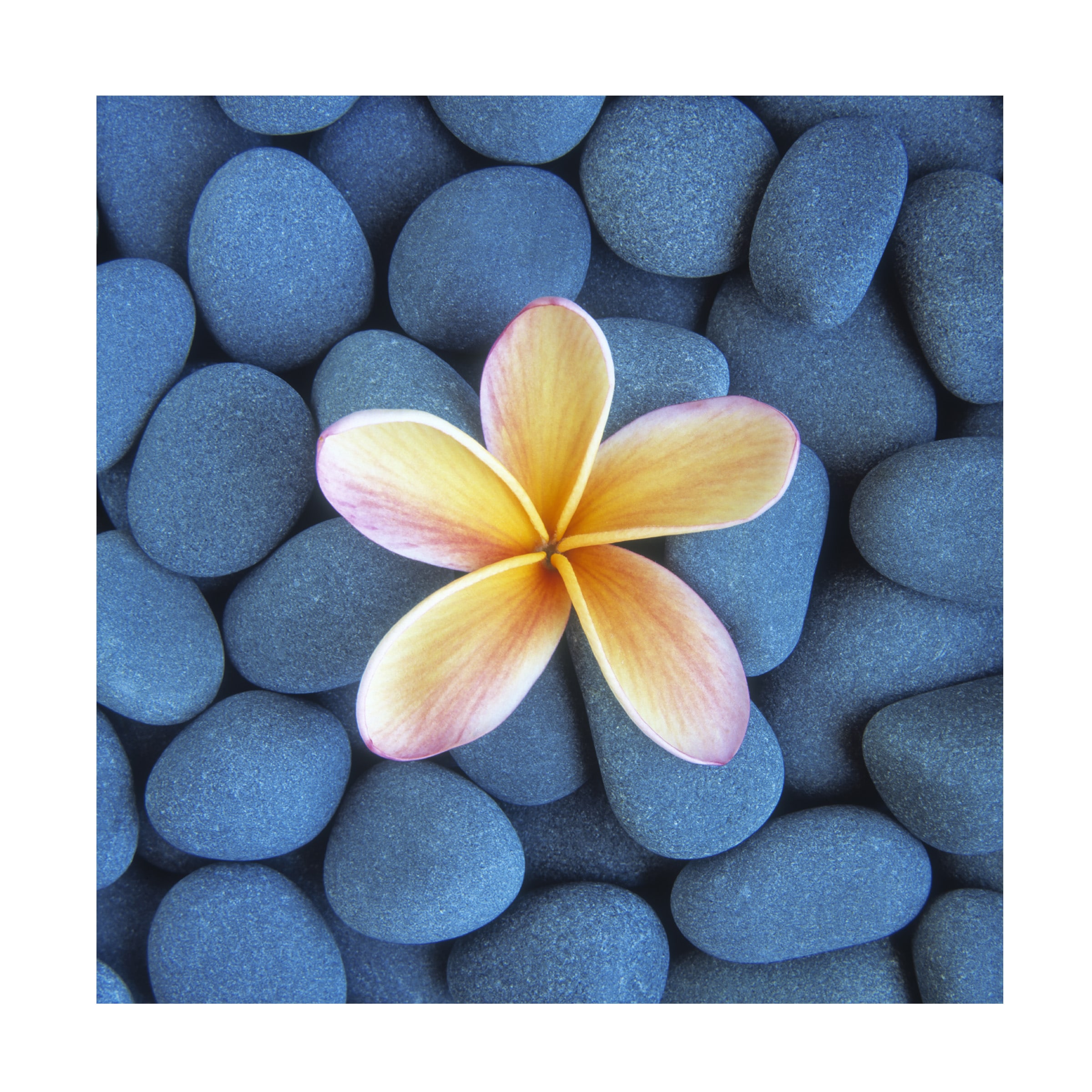 Trademark Fine Art David Evans Plumeria and Pebbles 6 Canvas Art in the ...