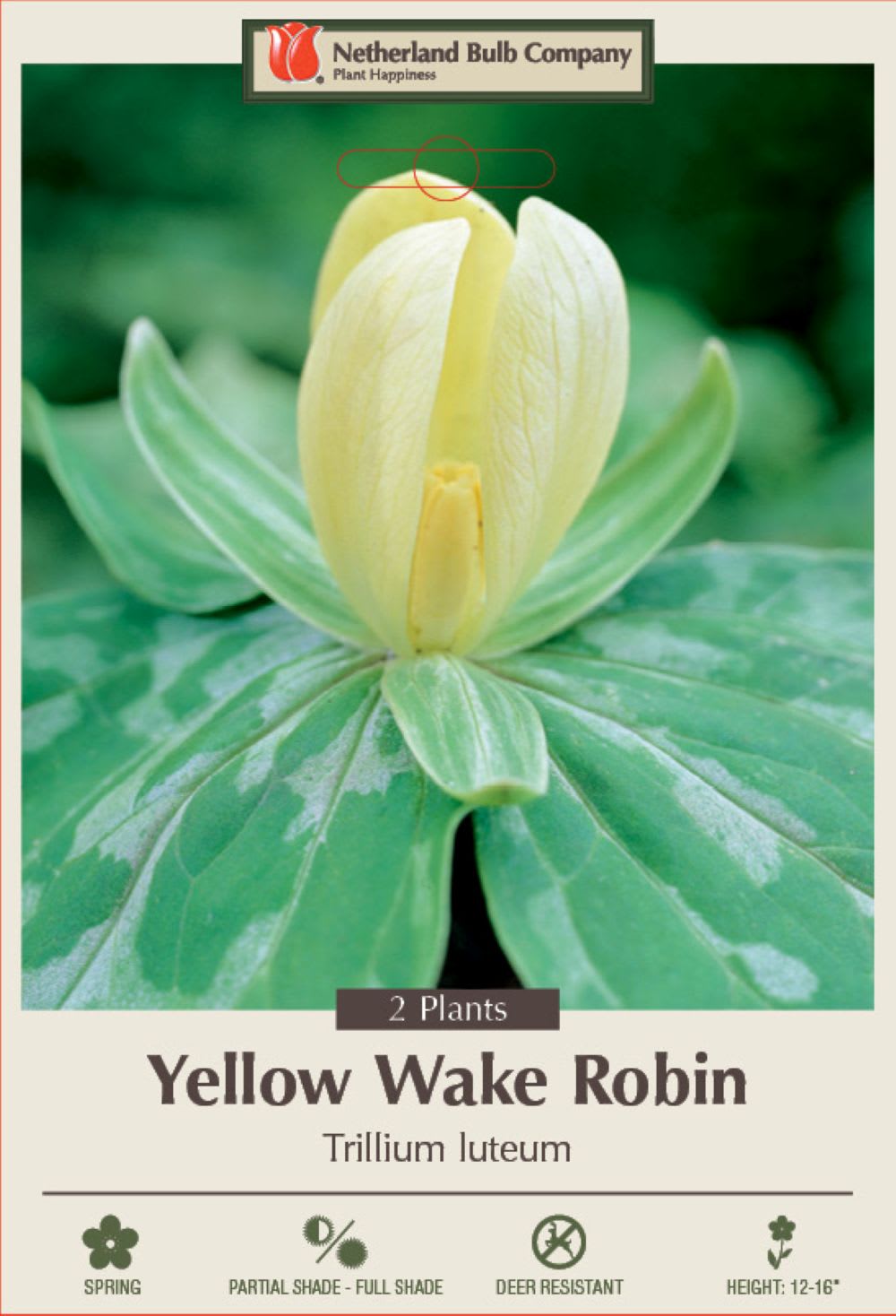 Hirt's Gardens Yellow Trillium luteum - Yellow Wake Robin - 2 Bulbs ...