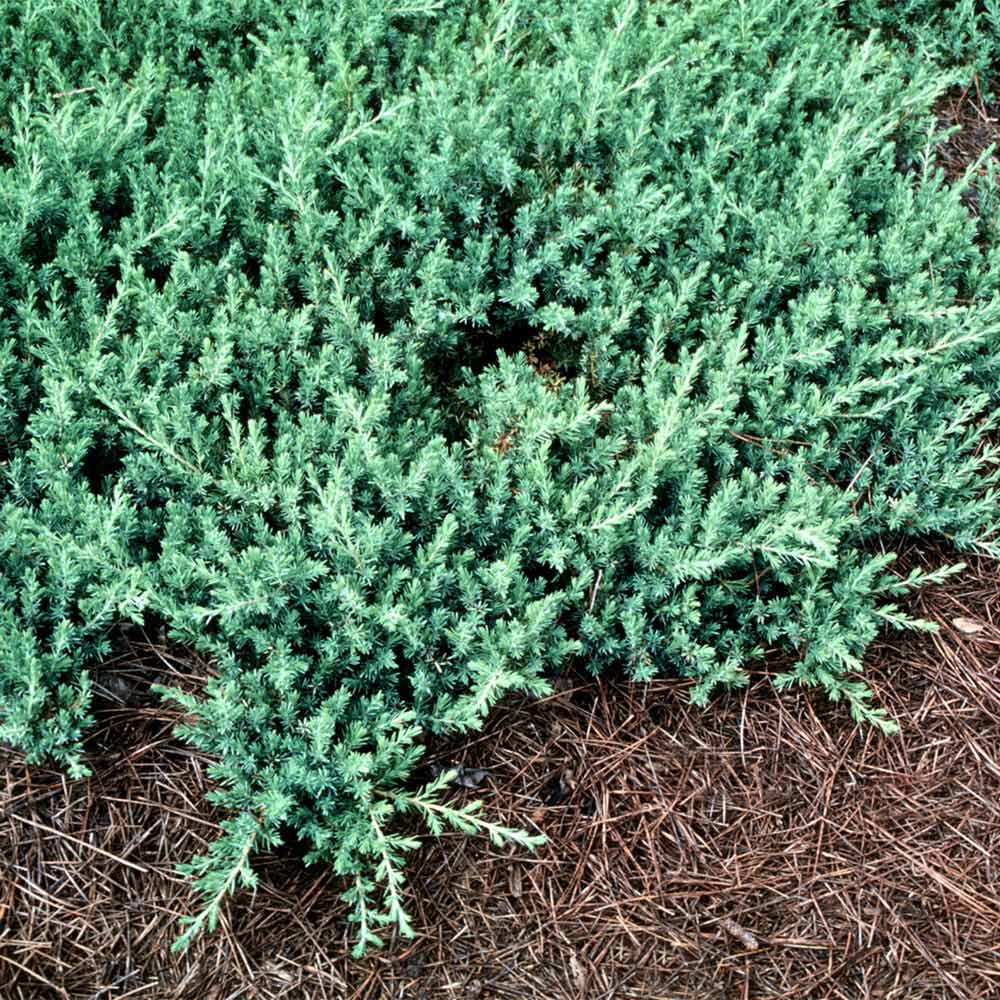 Brighter Blooms Blue Pacific Juniper (1 gal.) at Lowes.com