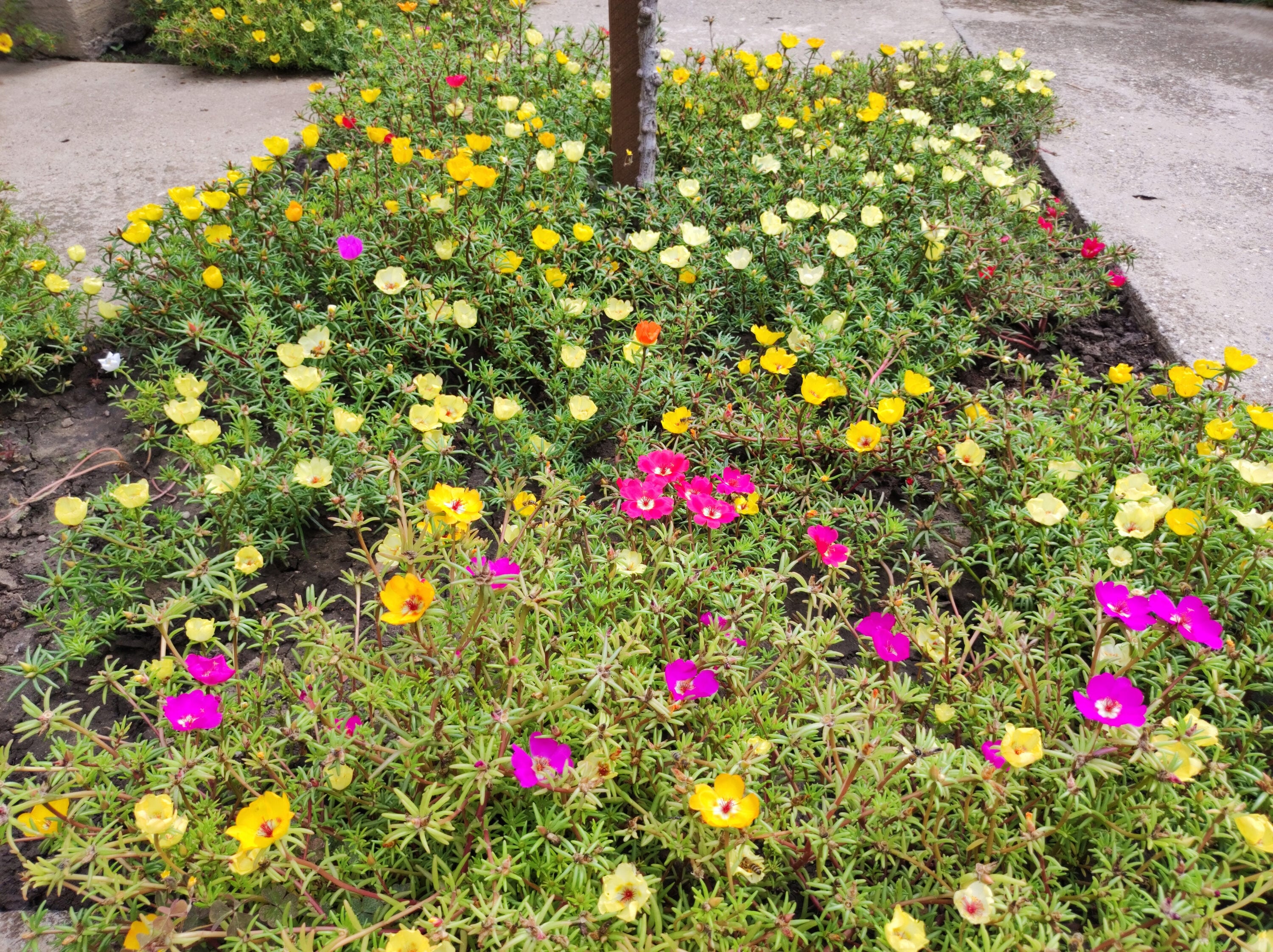 Assorted colors Portulaca in 2 -Pack Tray 6 -Pack in the Annuals ...