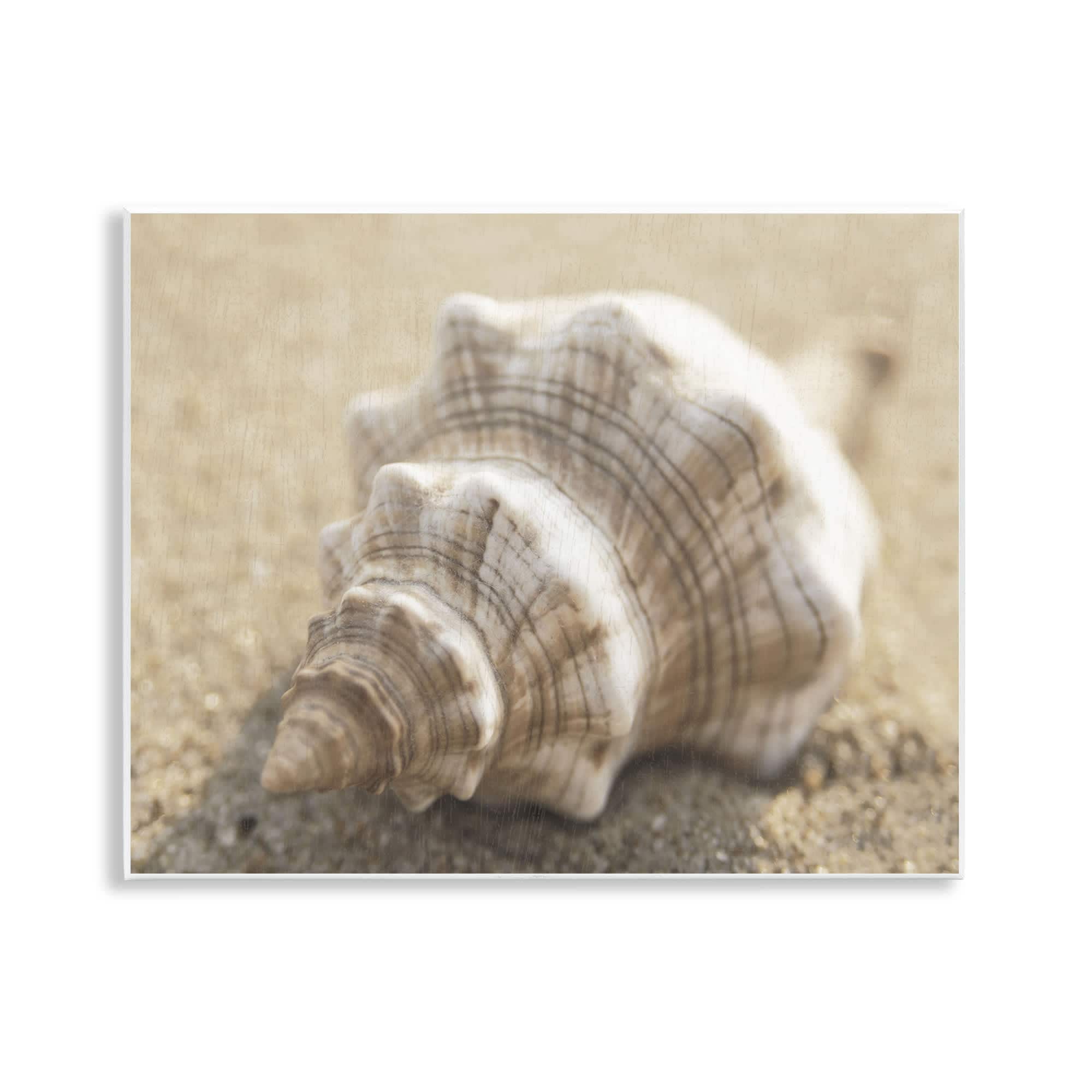 Stupell Industries Neutral Tone Conch Shell Wall Plaque Art By Dora ...