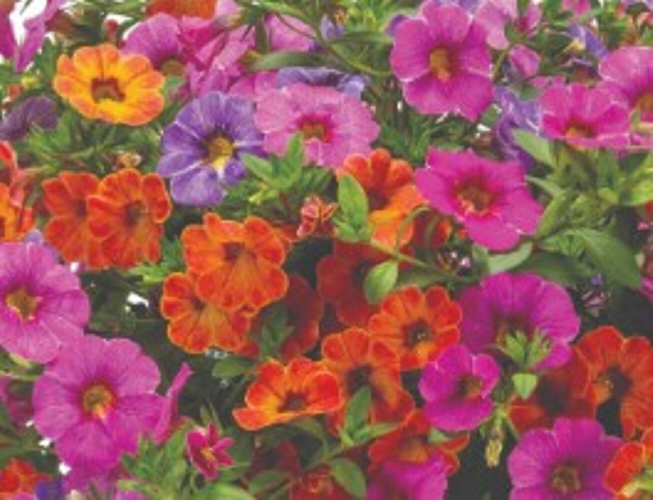2.00-GAL CNF RAINBOW BRDG PRM HB in the Annuals department at Lowes.com