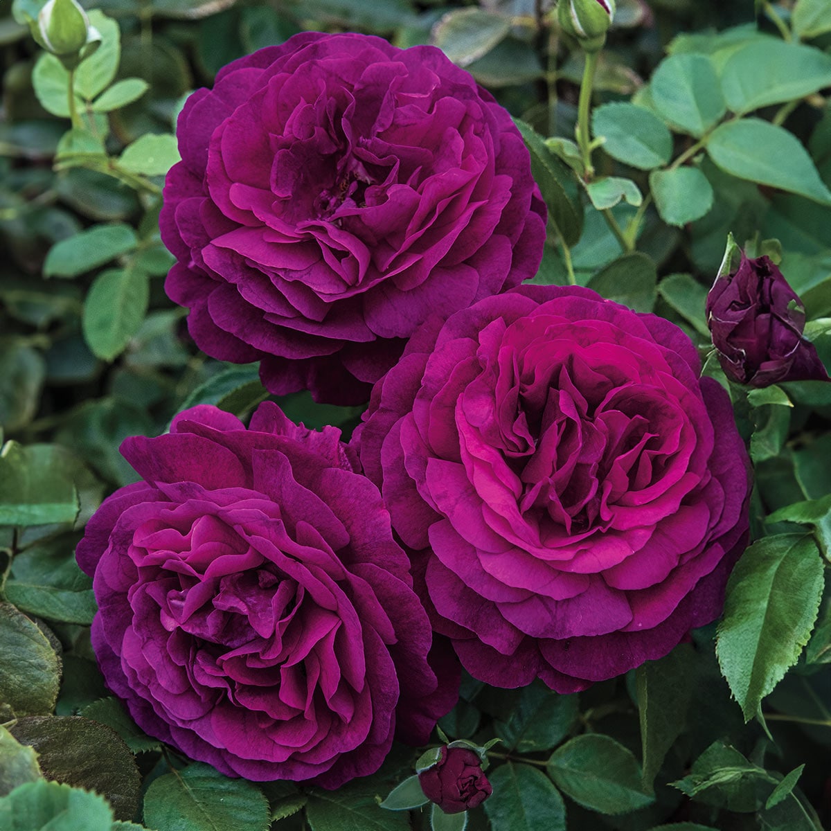 Direct Gardening Purple Flowering Twilight Zone Grandiflora Dormant ...