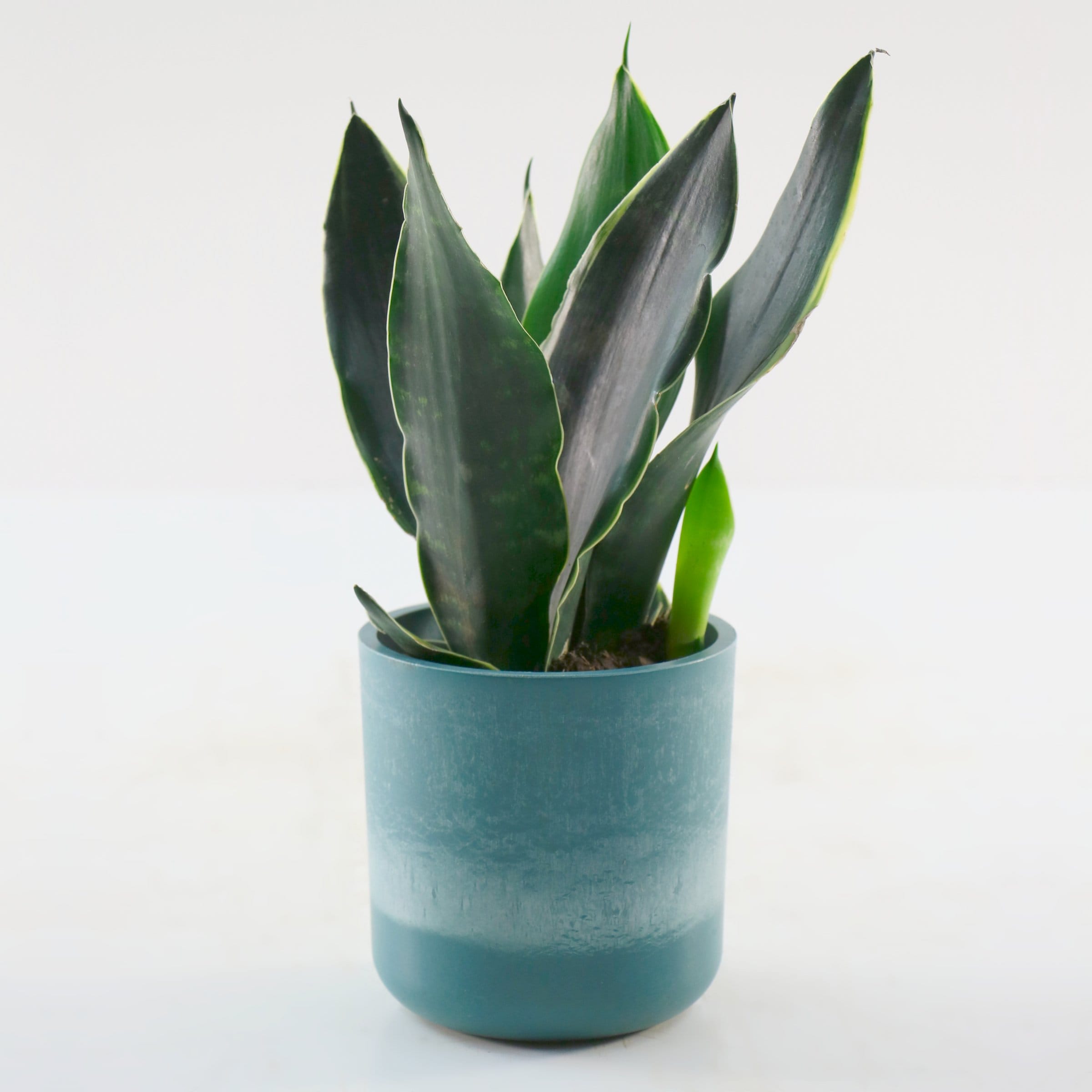 National Plant Network Sansevieria Fabi House plant in 4 Inch(es) Pot 3 ...