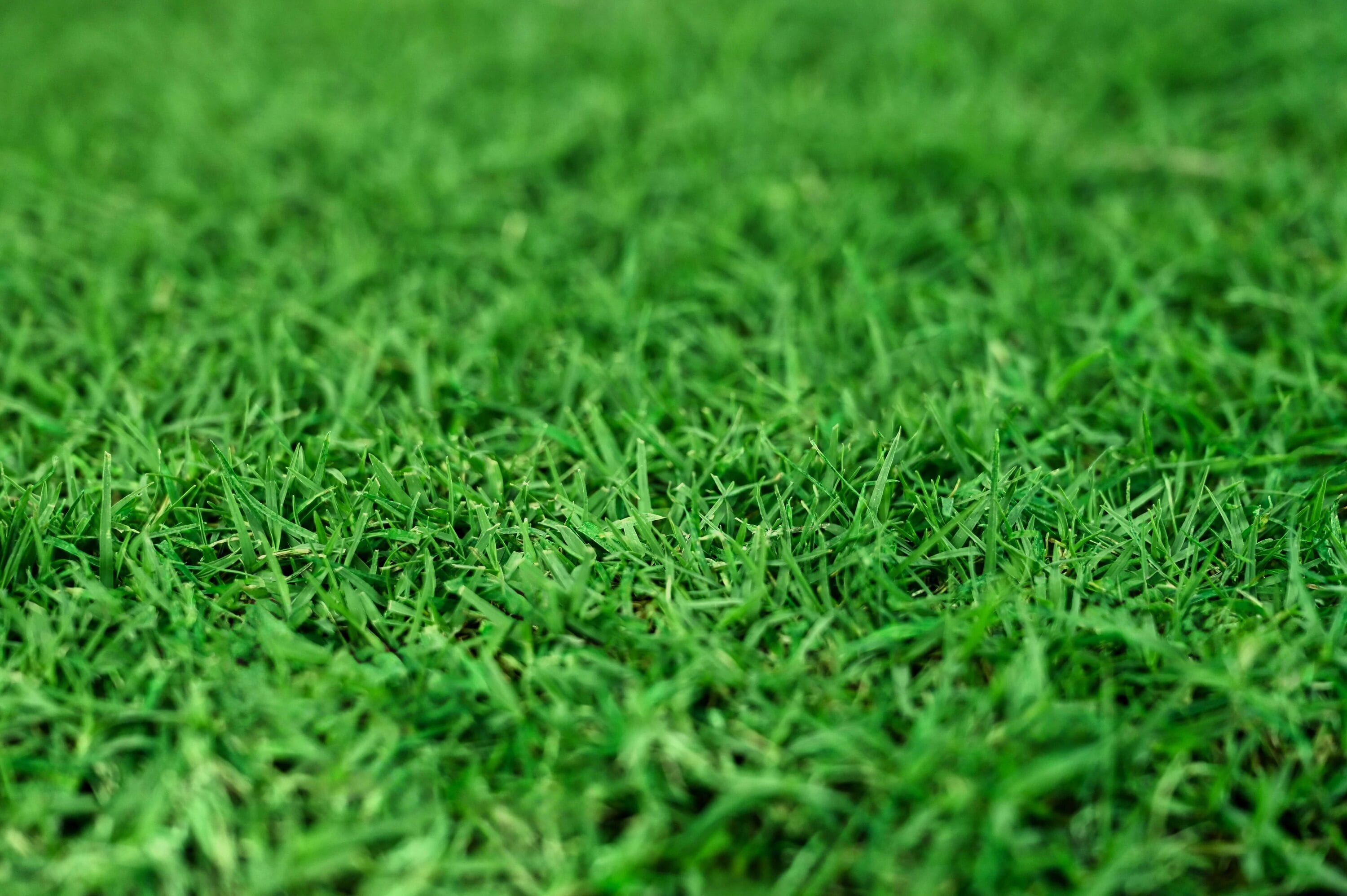 Gotta Go Grass 2.66 sq ft Natural Bermuda Sod Piece DSGGG1 at Lowes