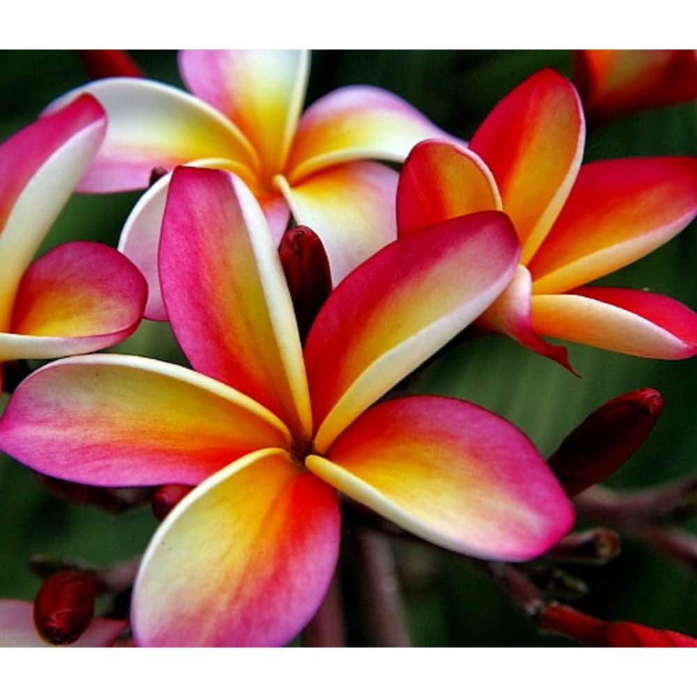 Hirt's Gardens Rainbow Plumeria Plant - Frangipani - 4 inch pot in the ...