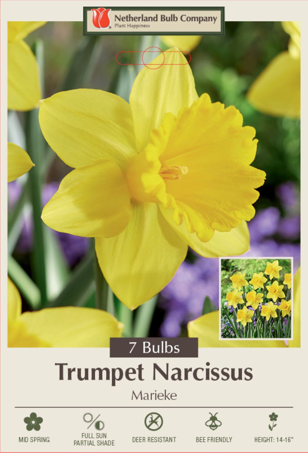 Hirt's Gardens Marieke Trumpet Daffodil/Narcissus 7 Bulbs-14/16cm Bulbs ...
