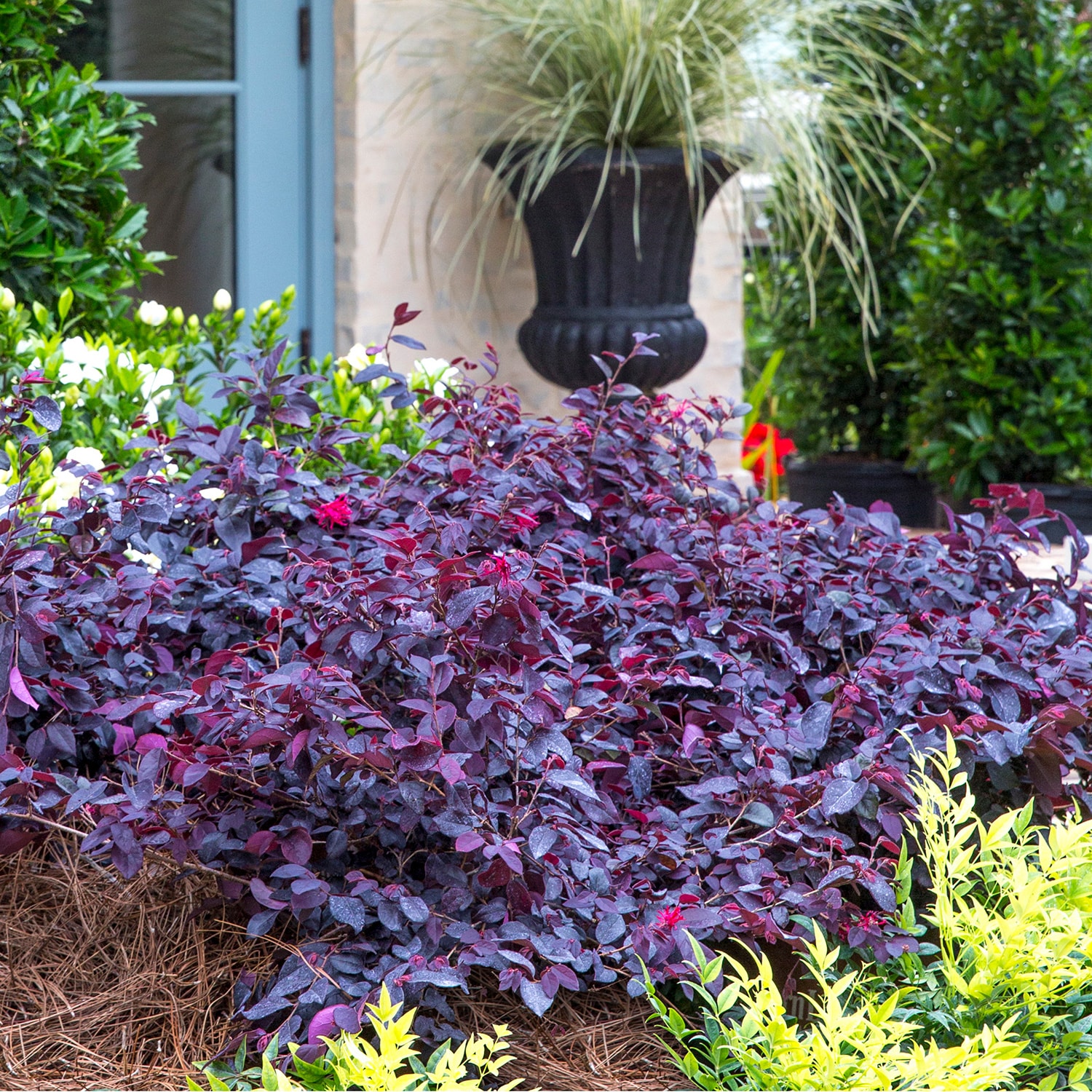 Southern Living 2.5 -Quart Red Diamond Loropetalum Foundation/Hedge ...