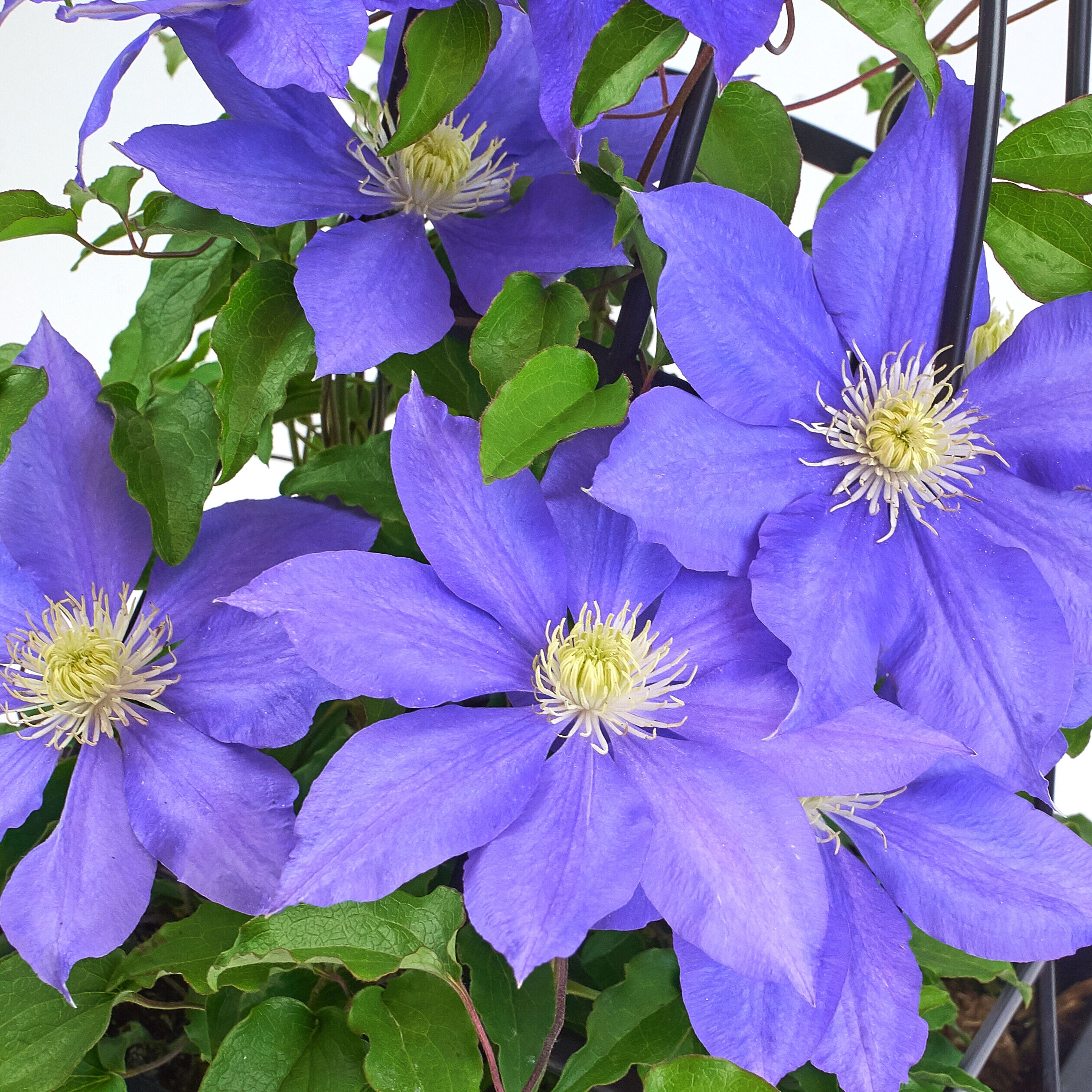 Monrovia 1.73 -Gallon Pot Boulevard Chevalier Clematis in the Vines ...
