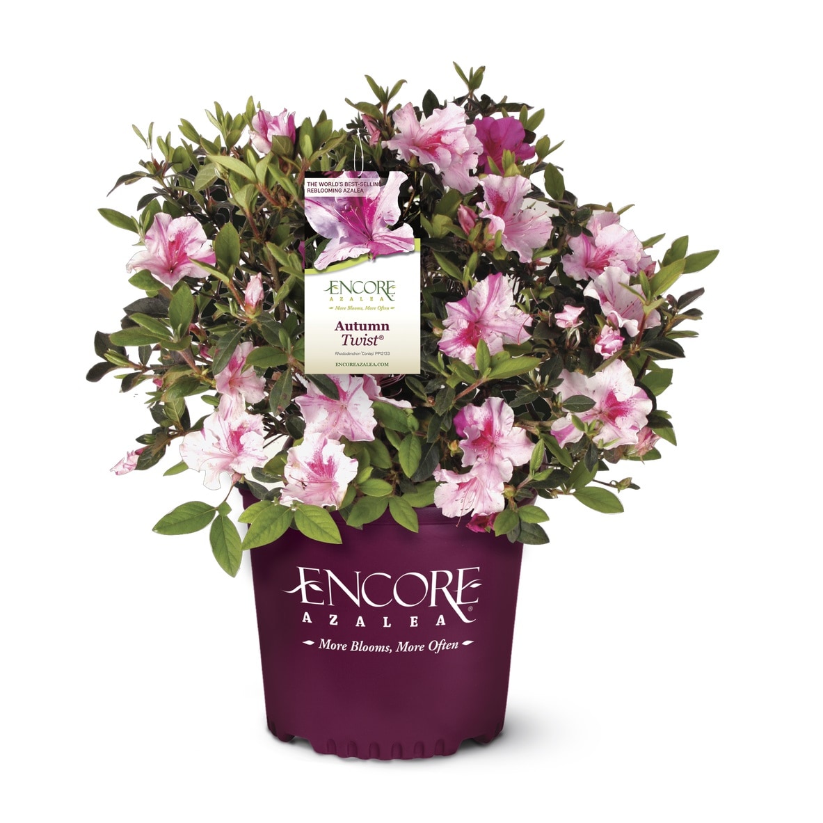 Encore Azalea 1 -Gallon Autumn Twist Azalea Flowering Shrub with ...