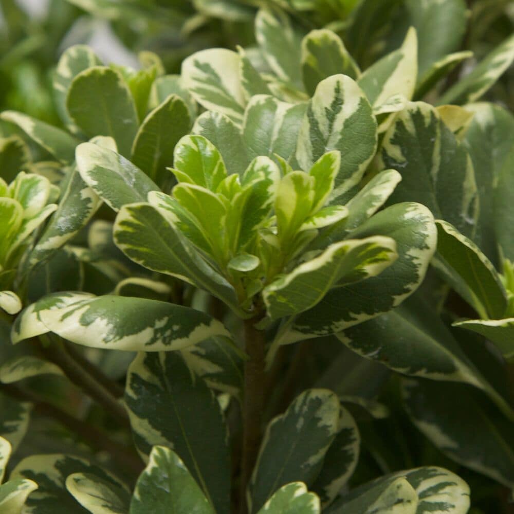 Flowerwood 2.5 -Gallon Variegated Pittosporum Foundation/Hedge Shrub 1 ...