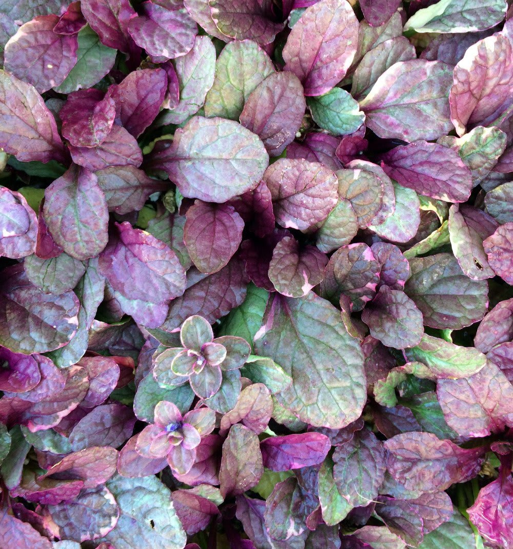 Hirt's Gardens Burgundy Glow Ajuga 48 Plants - Carpet Bugle - Very ...