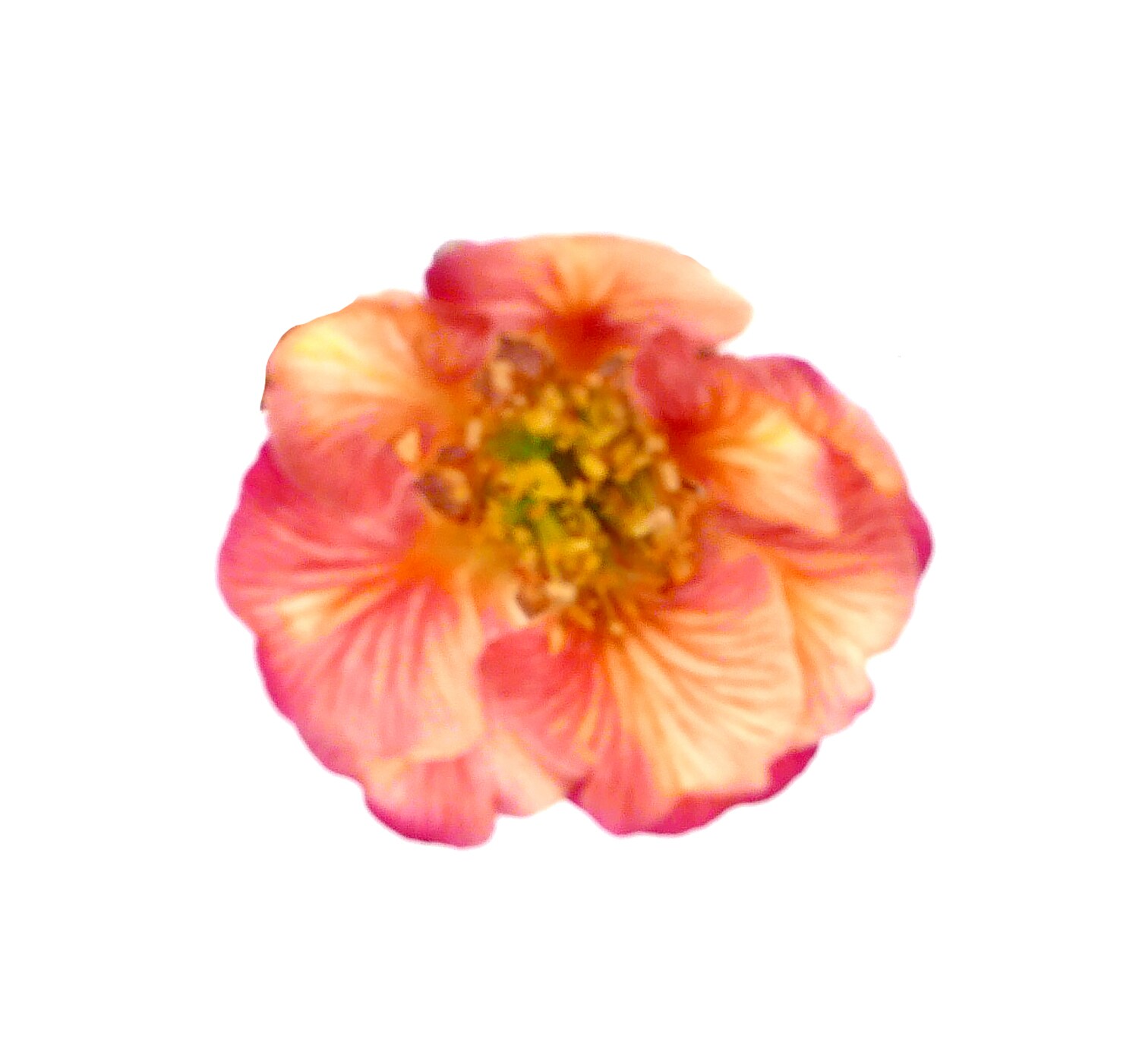 2.5 -Quart Orange Geum Orange Pumpkin 1 -Pack - Low Maintenance in the ...