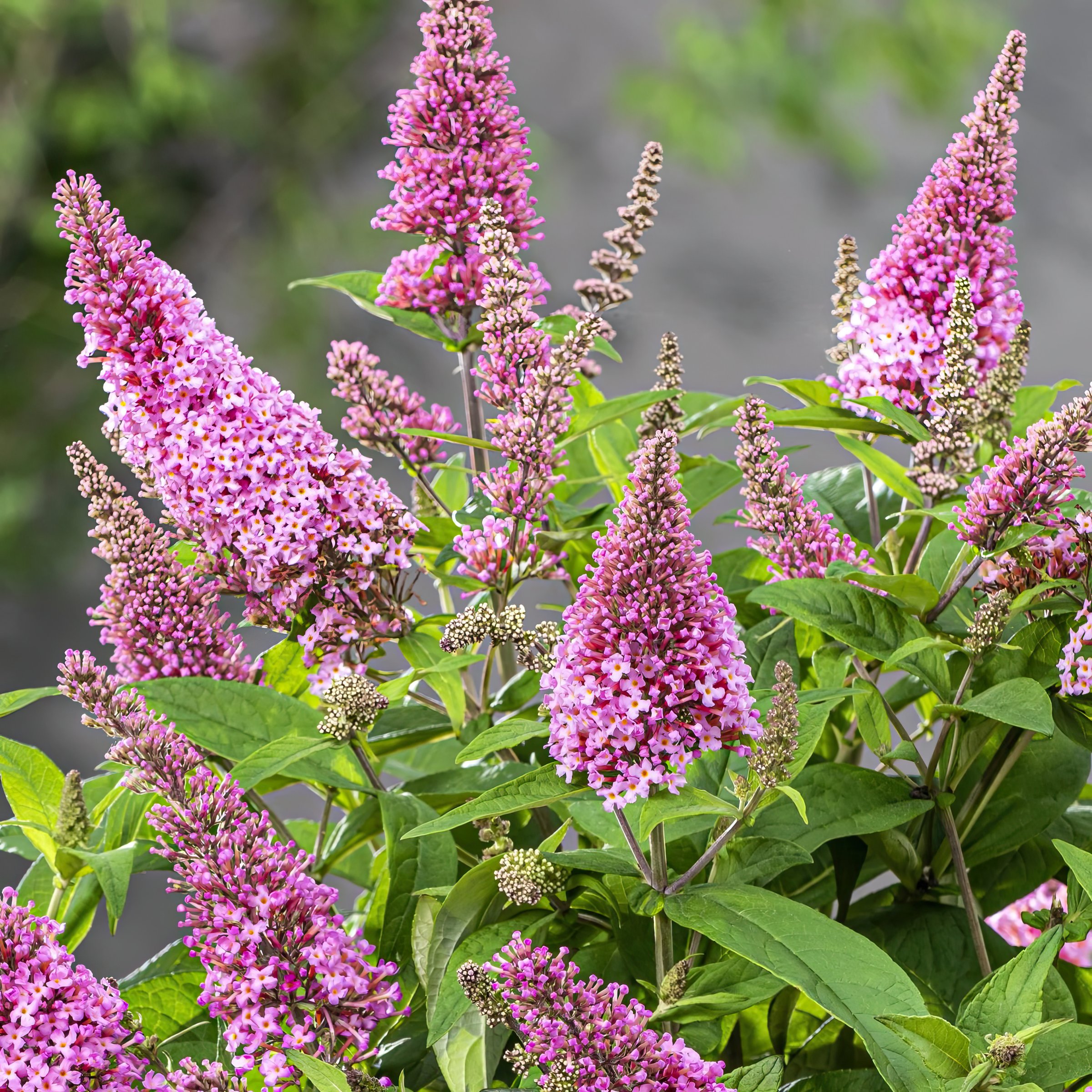 National Plant Network 3 -Pack Buddleia Butterfly Candy 'Lil Taffy ...