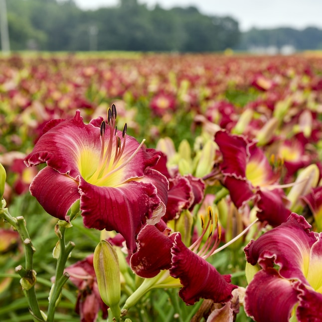 National Plant Network Multicolor Daylily Plant in Bareroot 2-Pack ... National Plant Network Multicolor Daylily Plant in Bareroot 2-Pack ...