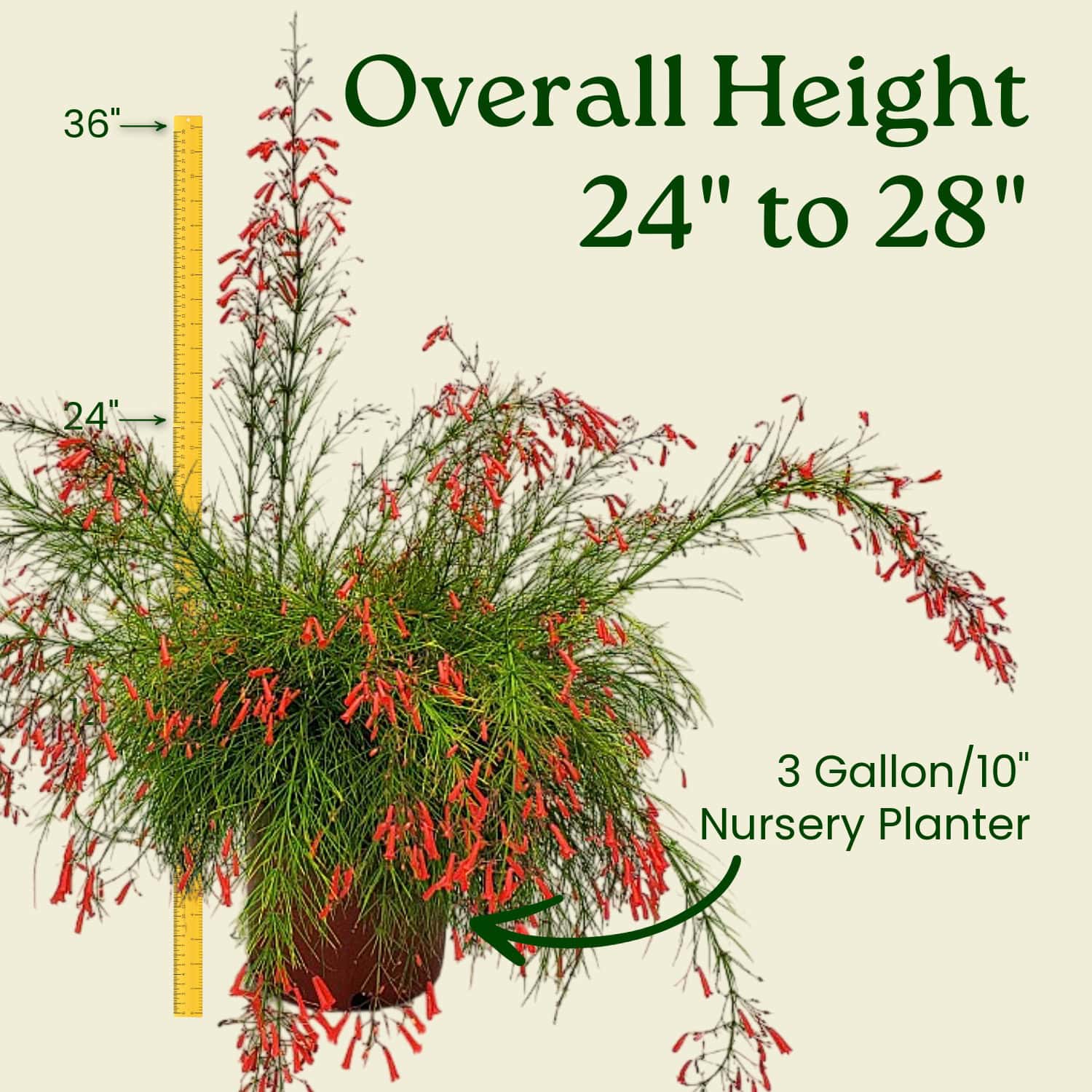 Tropical Plants of Florida Red Firecracker Bush in 3 Gallon Nursery Pot ...