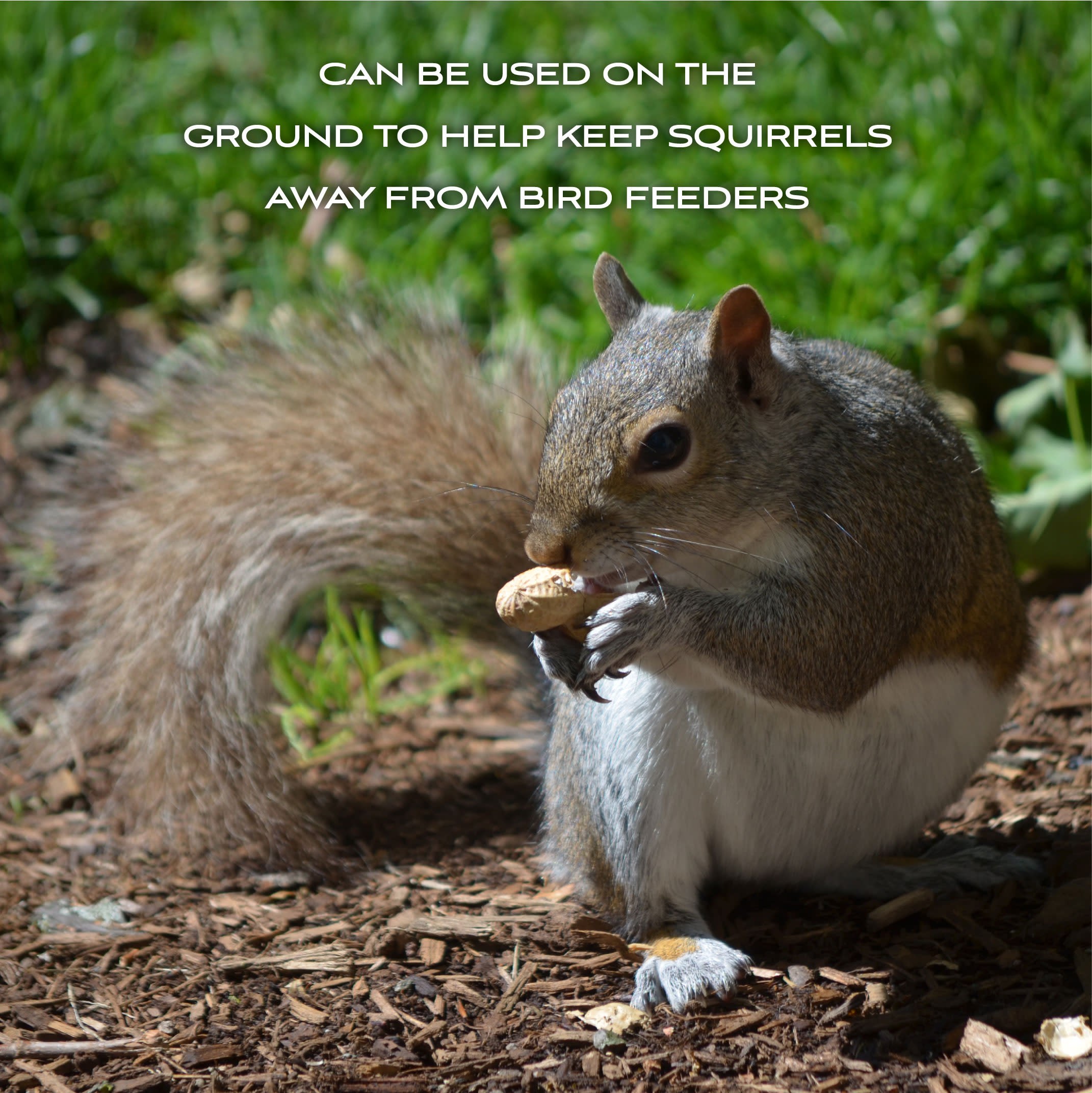 Pennington Classic Whole Peanuts Nut Bird seed 5 Pound(s) in the Bird ...