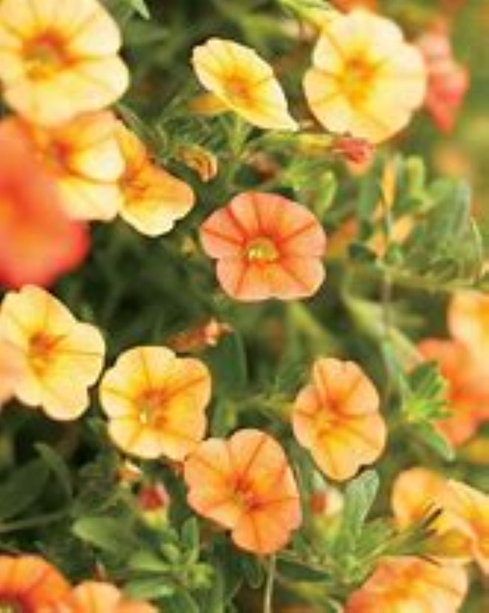 Proven Winner Multicolor Calibrachoa in 1.5 Gallon(s) Planter 1 -Pack ...