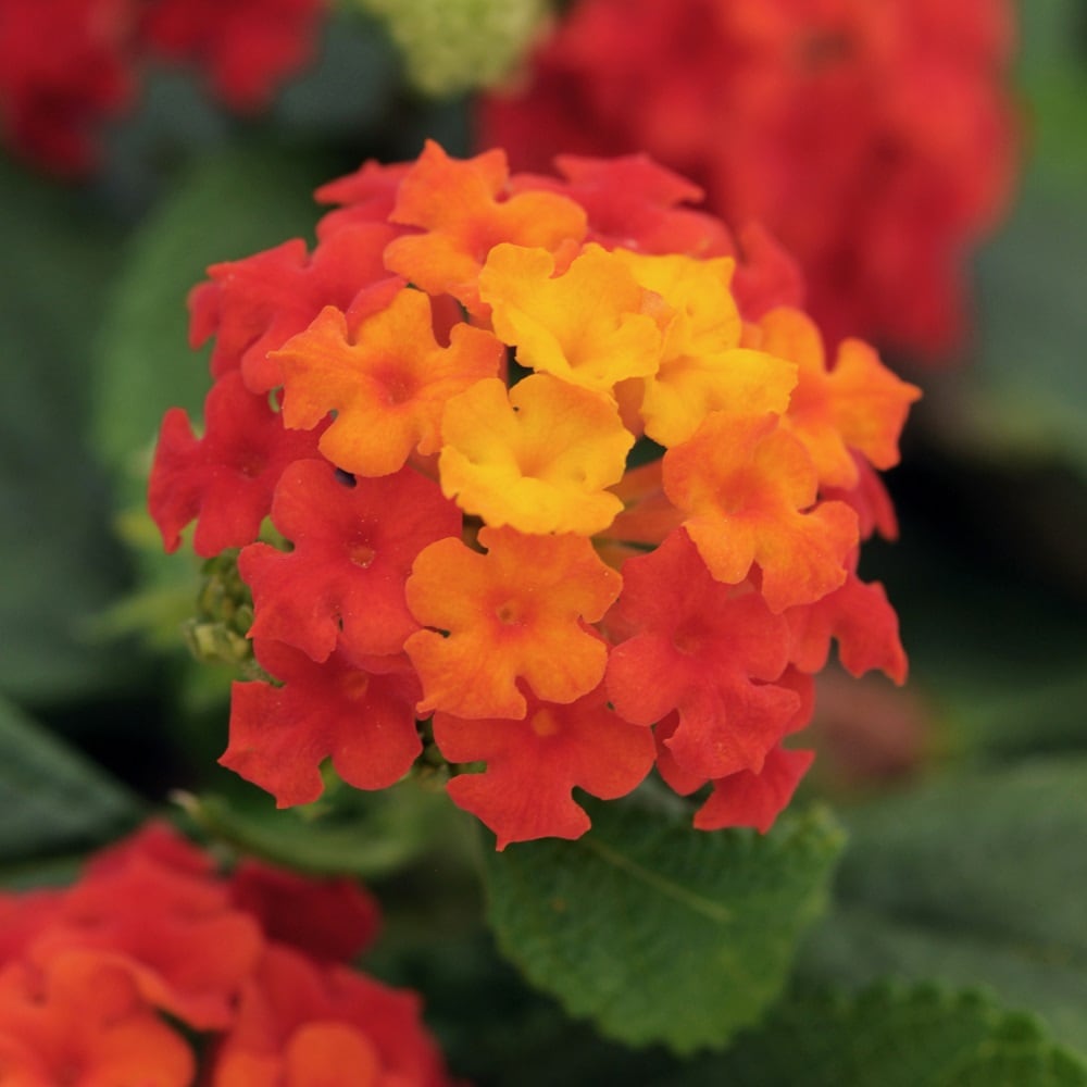 Southern Living Plant Collection 2.5 -Quart Red Red Little Lucky ...