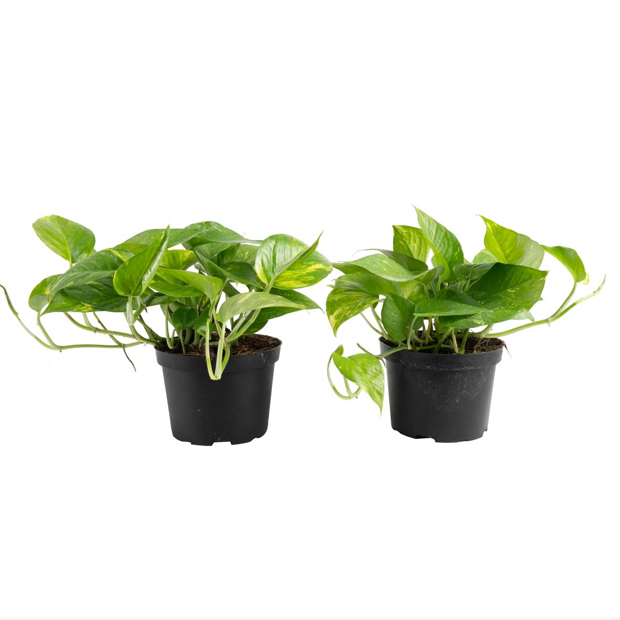 Assorted Pothos Plants, Bulbs & Seeds at Lowes.com