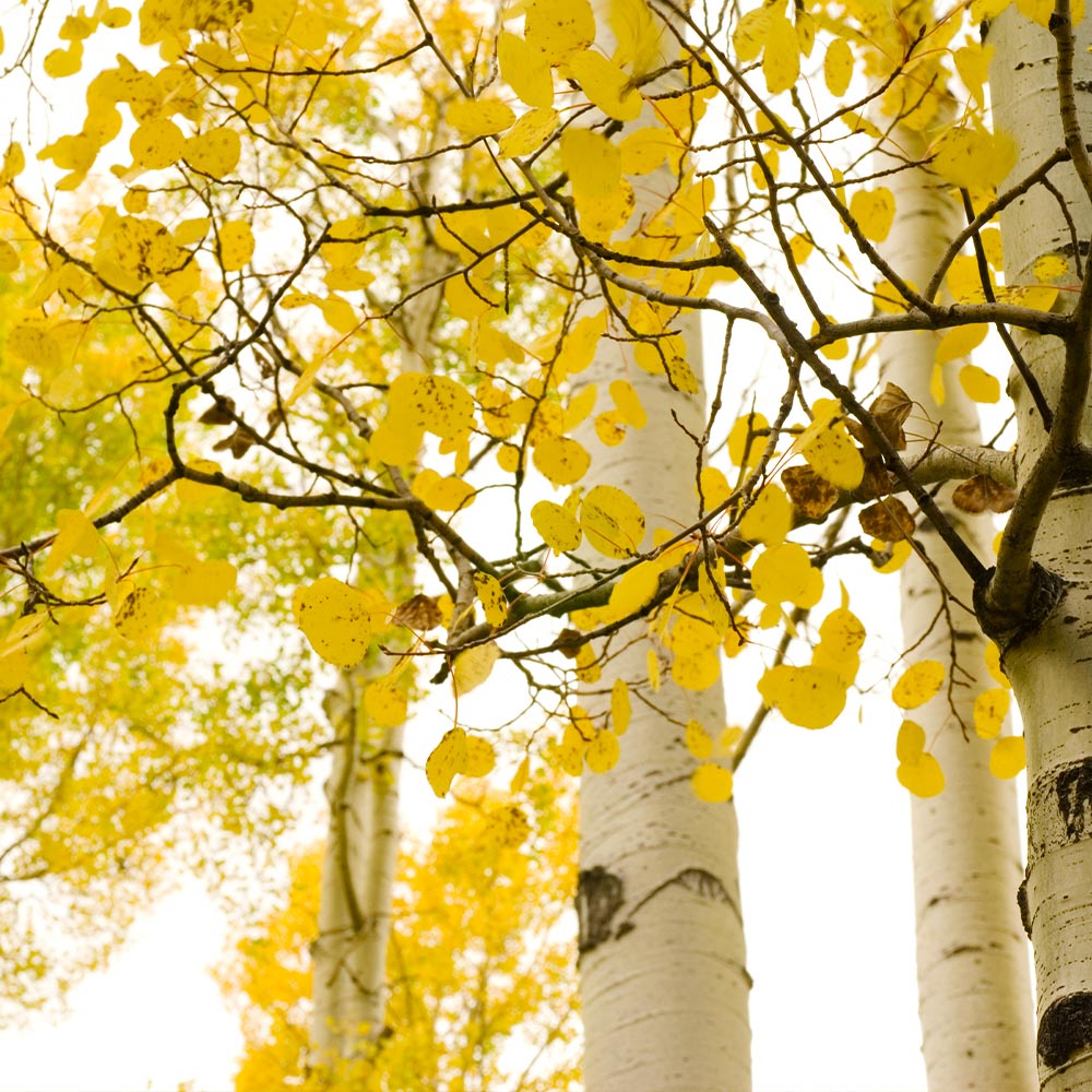 Brighter Blooms Quaking Aspen Tree (6-7 ft.) in the Trees department at ...