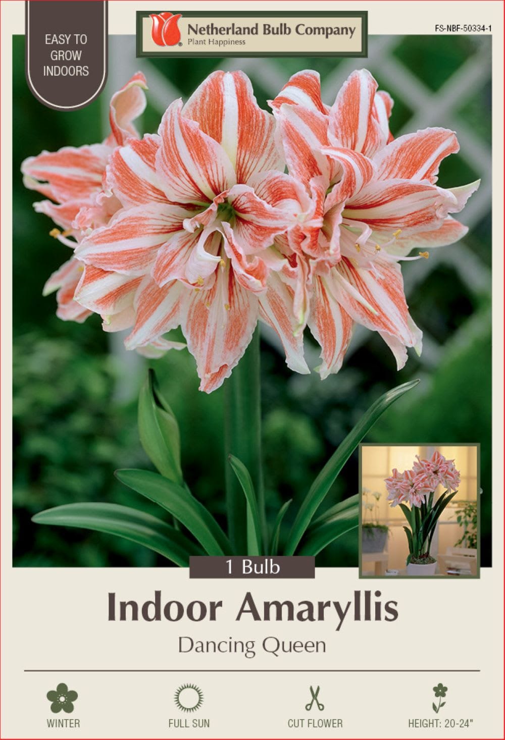 Hirt's Gardens Dancing Queen Double Amaryllis Bulb - Double Flower 32 ...
