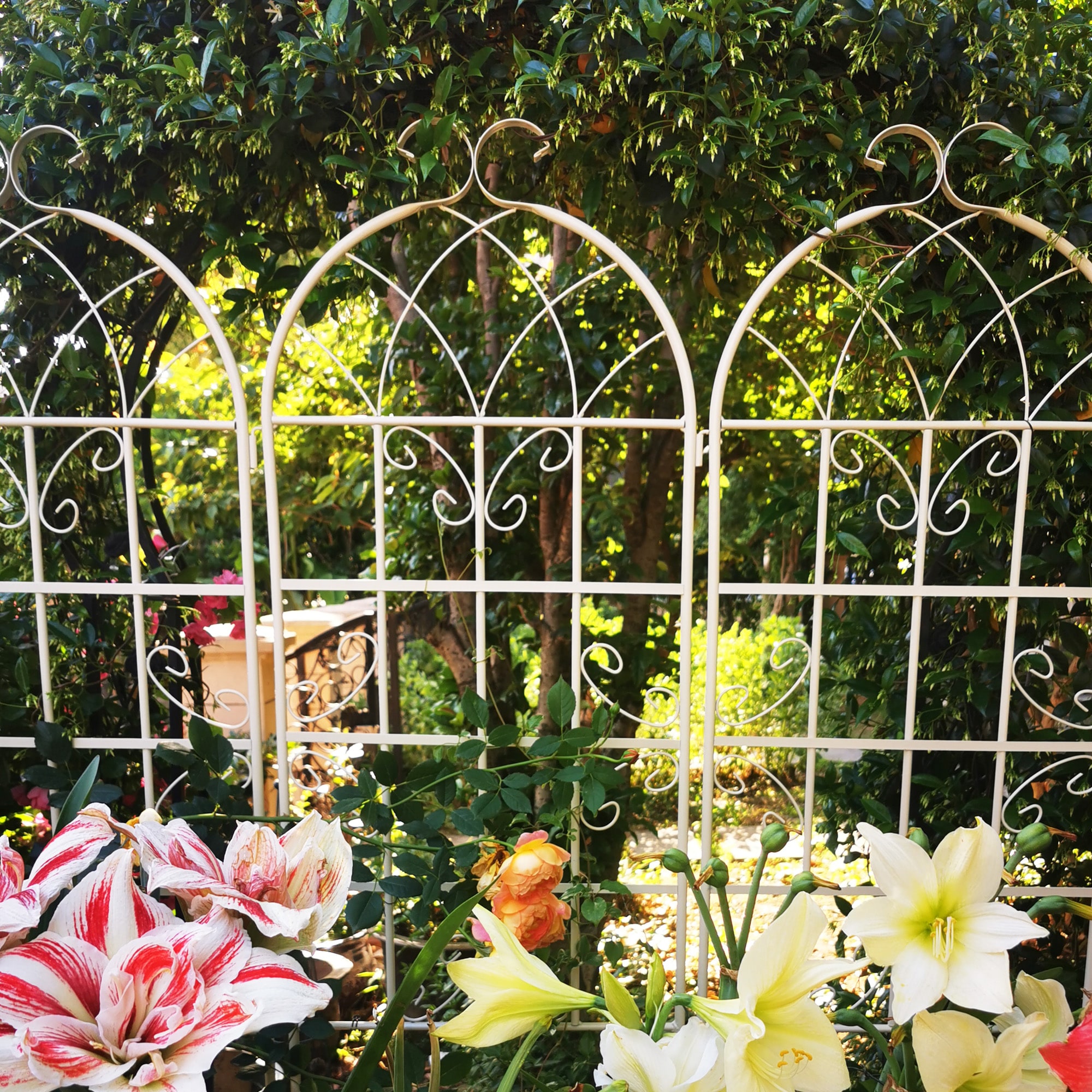 Tinyhomie 4 Pack Metal Garden Trellis 71Inch x 19.7Inch Rustproof ...