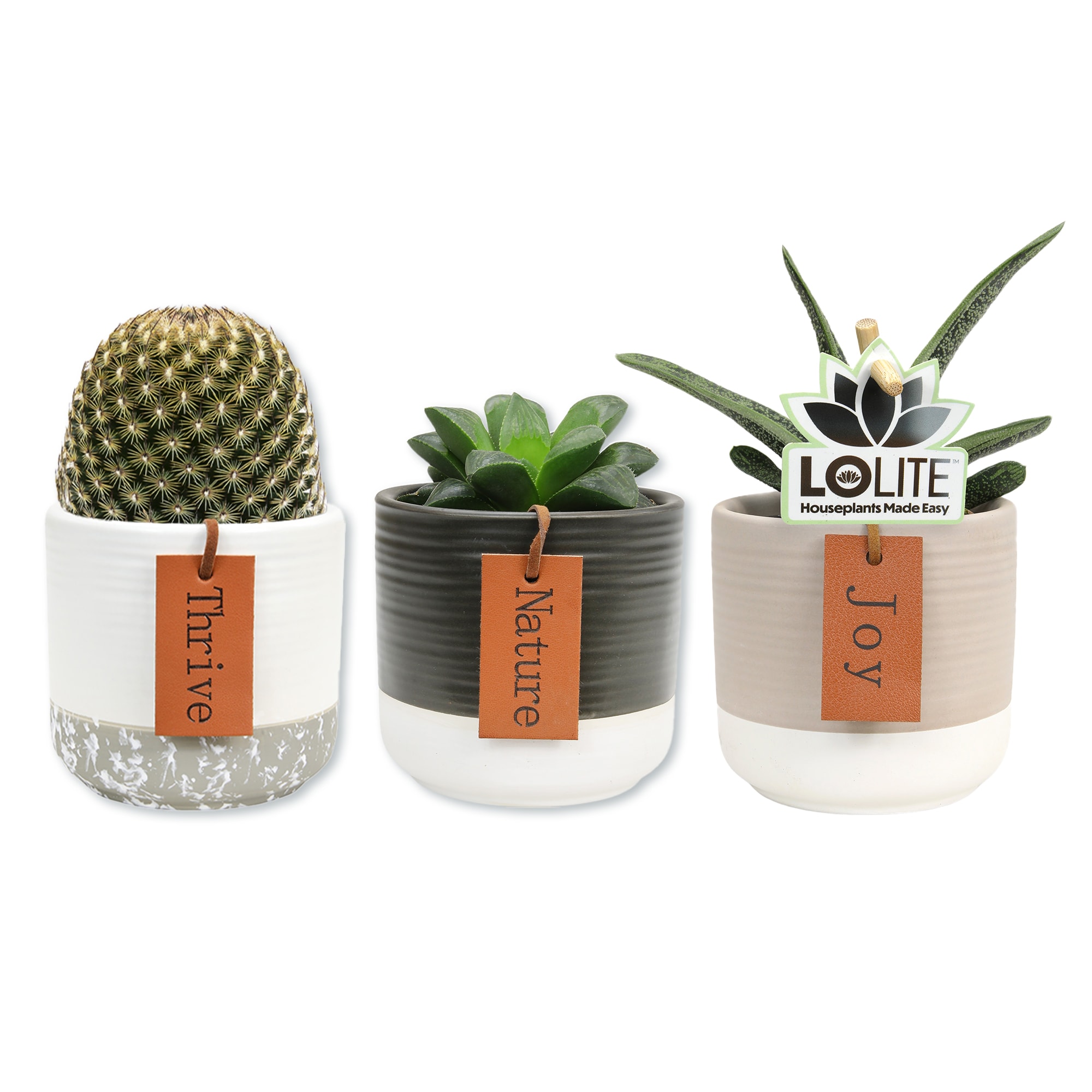 Lowe's Succulents House plant in 4 Ounce(s) Pot 1 -Pack in the House ...