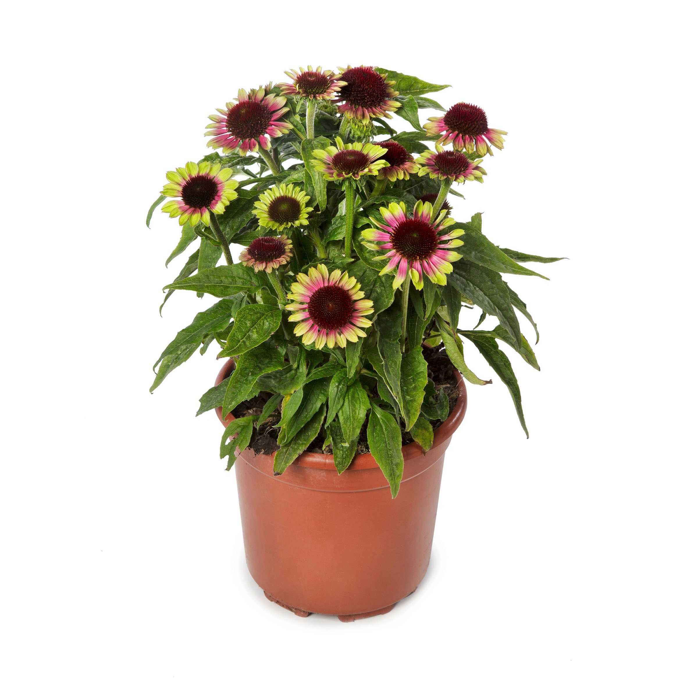 Hirt's Gardens Prarie Blaze Vintage Lime- Coneflower Plant - Echinacea ...