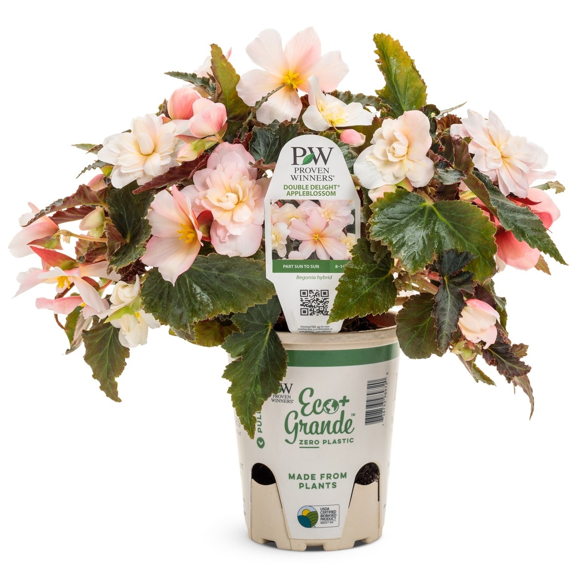Proven Winners Dbl Delight Appleblsm EGr4pk in the Annuals department ...