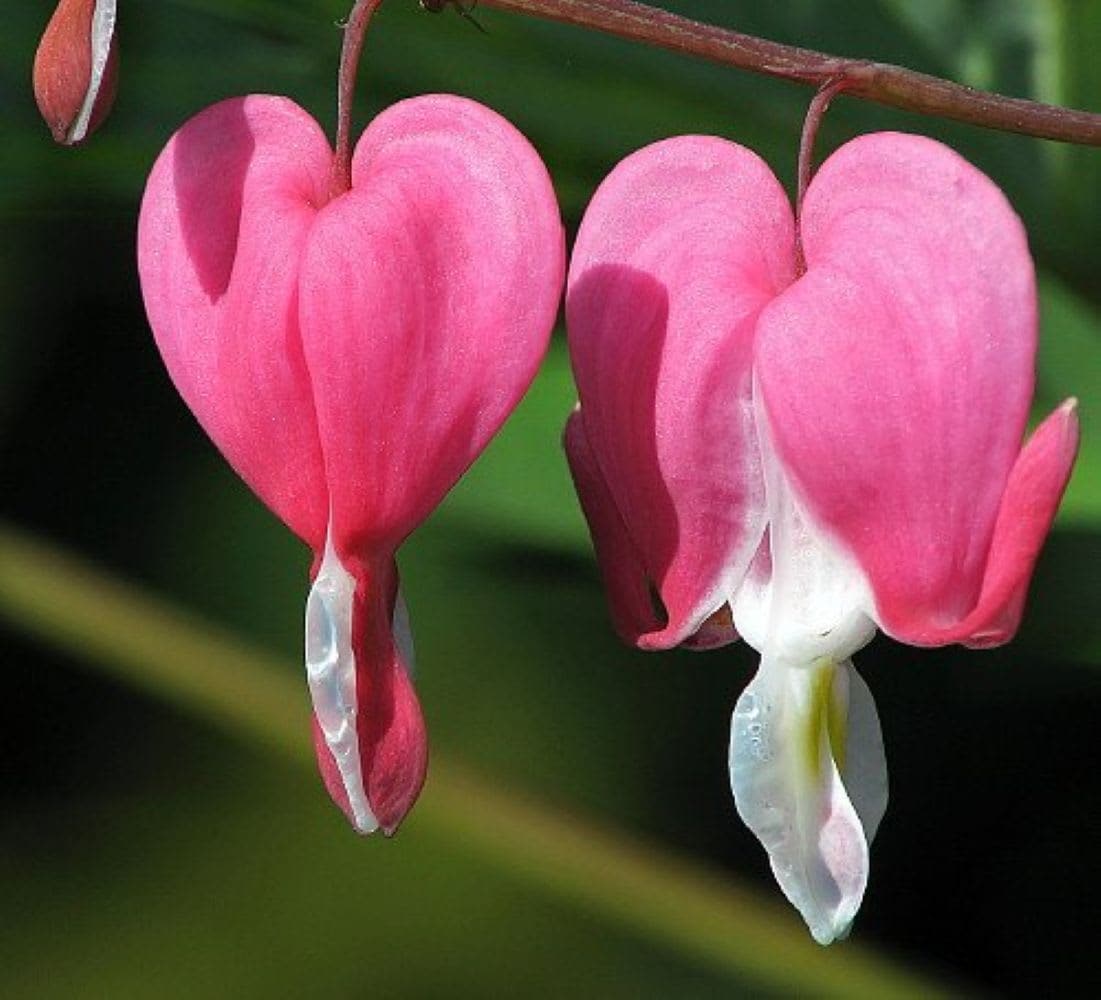 Hirt's Gardens Dicentra spectabilis - Old Fashioned Bleeding Hearts ...