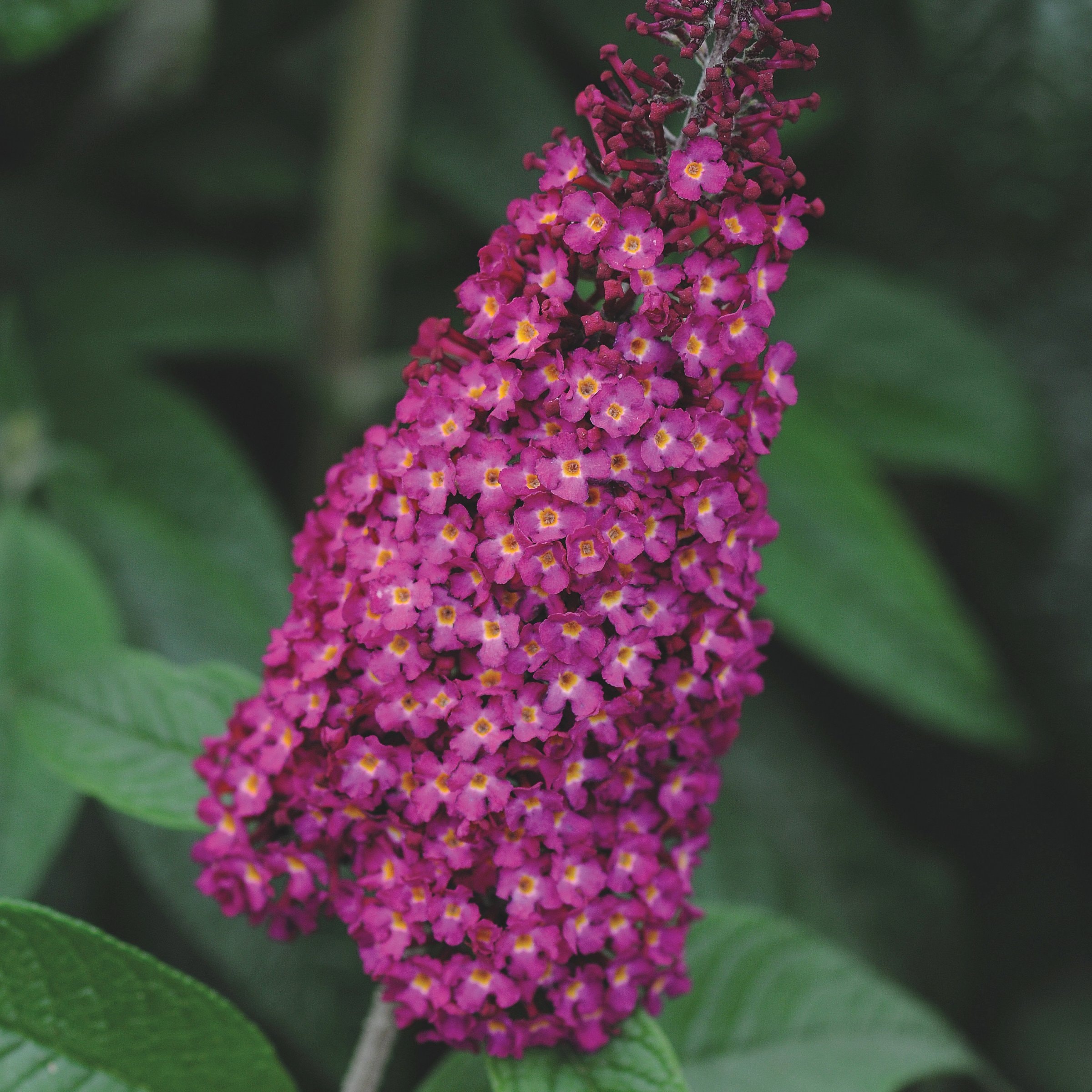 Attracts Hummingbirds Buddleia CranRazz Outdoor Plants at Lowes.com