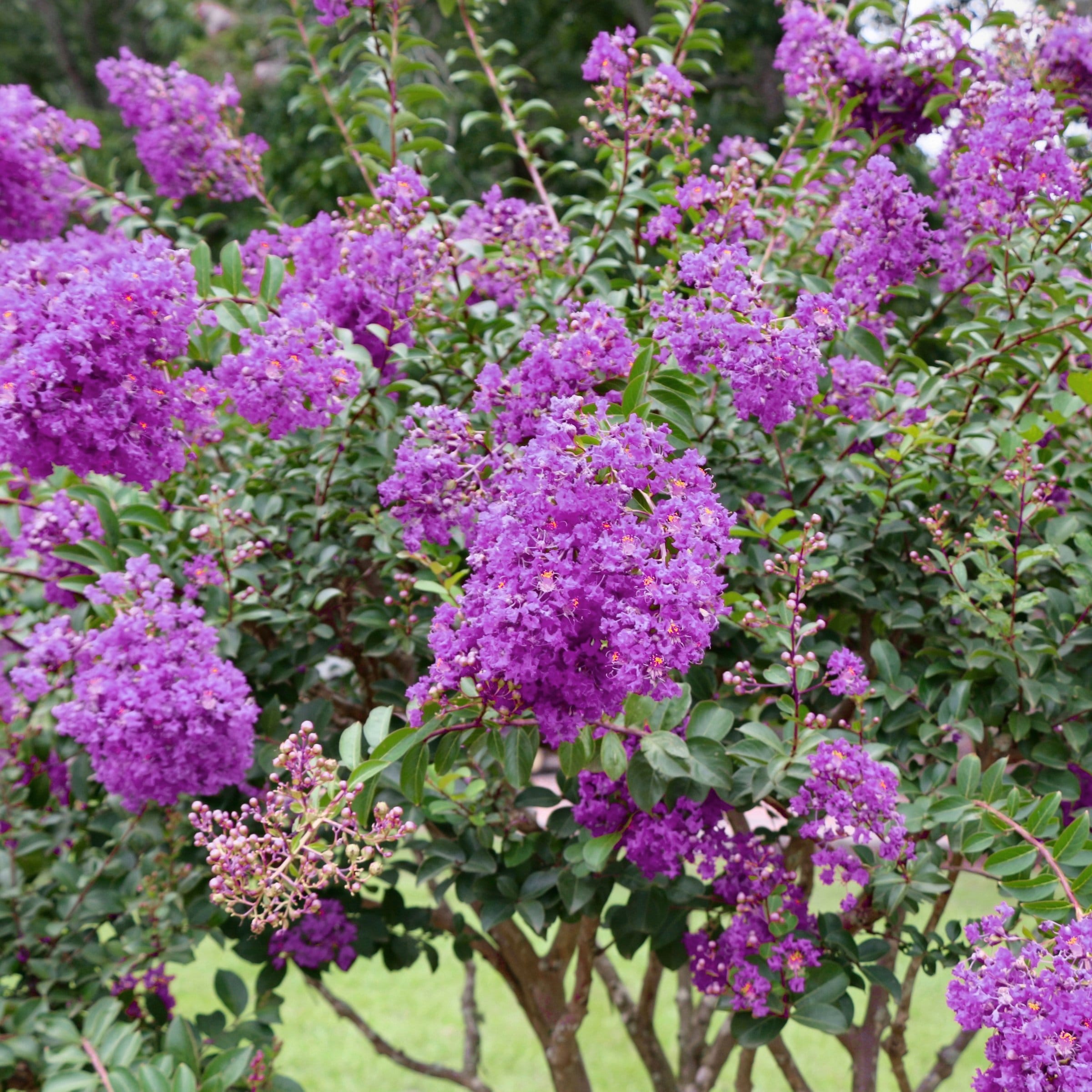 National Plant Network 3 -Gallon Purple Flowering Crape Myrtle Autauga ...