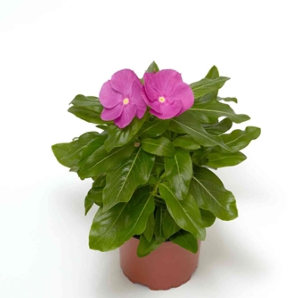 Proven Winners 1.5 Pint Lavender Vinca 1 -Pack - Low Maintenance in the ...