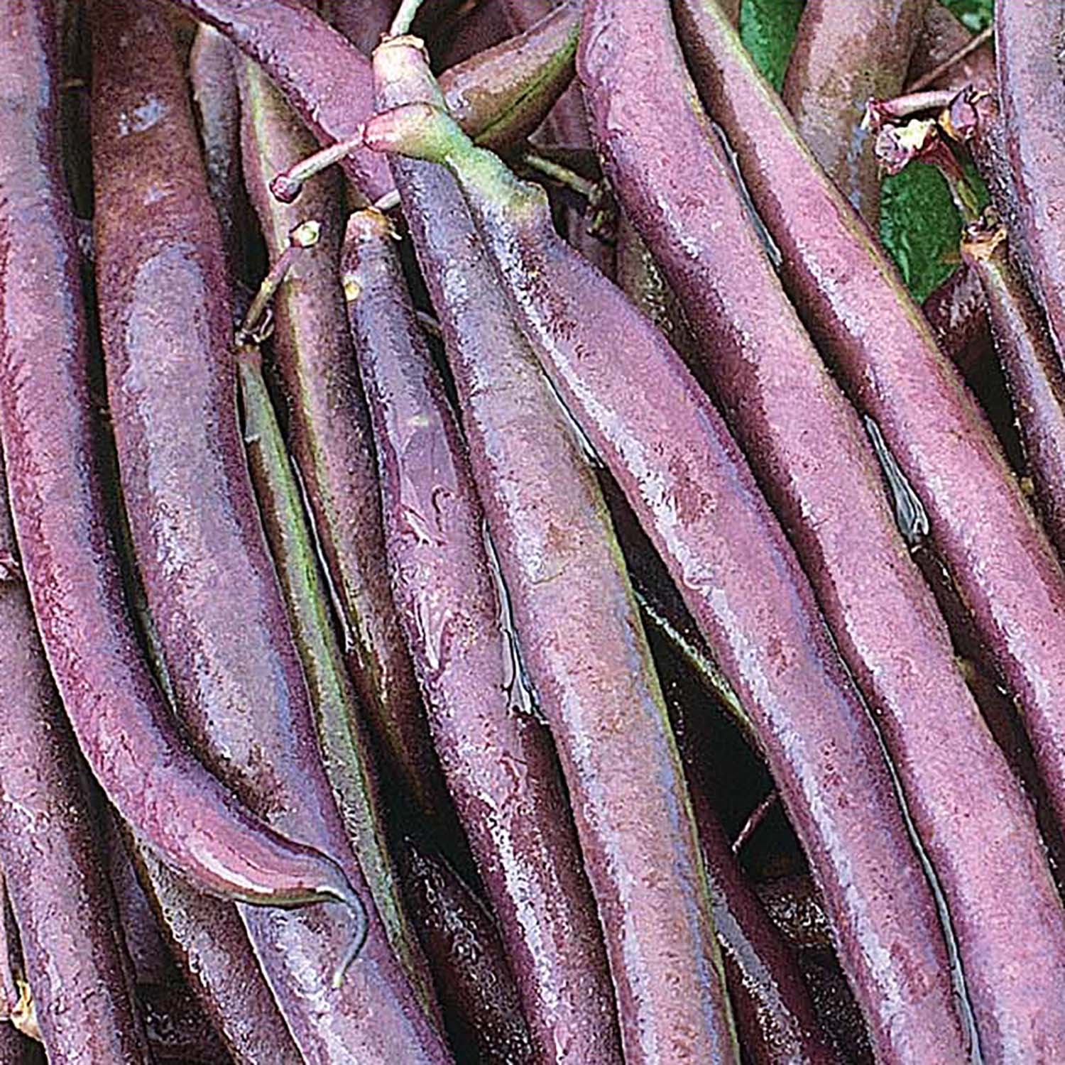 Ferry-Morse Bean Seeds 13 Gram(s) in the Vegetable & Herb Seeds ...