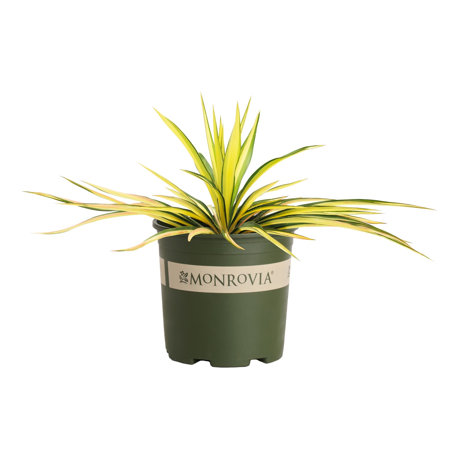 Monrovia 1.73 -Gallon Yucca Color Guard Accent Shrub with White Blooms ...