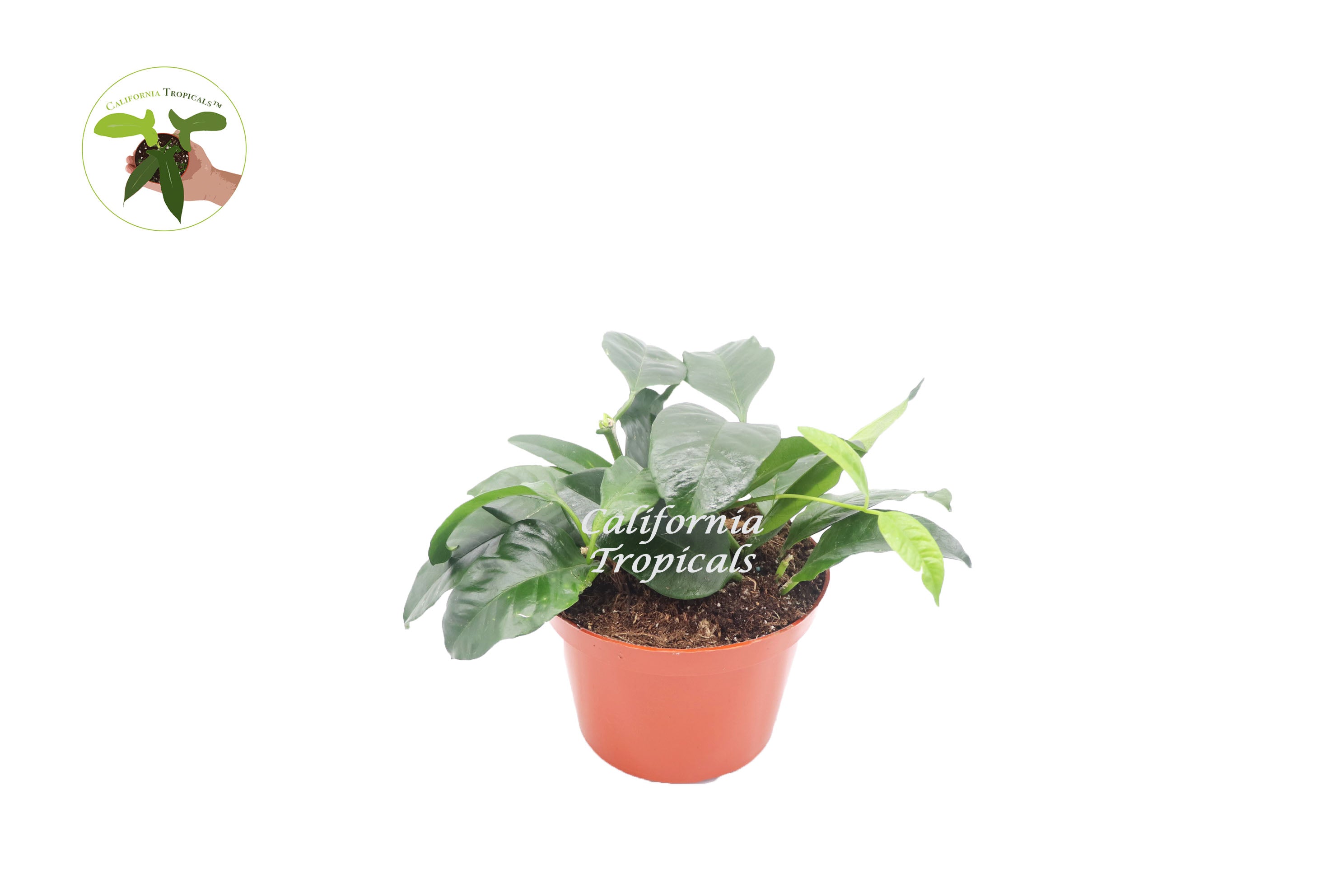Shooting Star Indoor Plants at Lowes.com