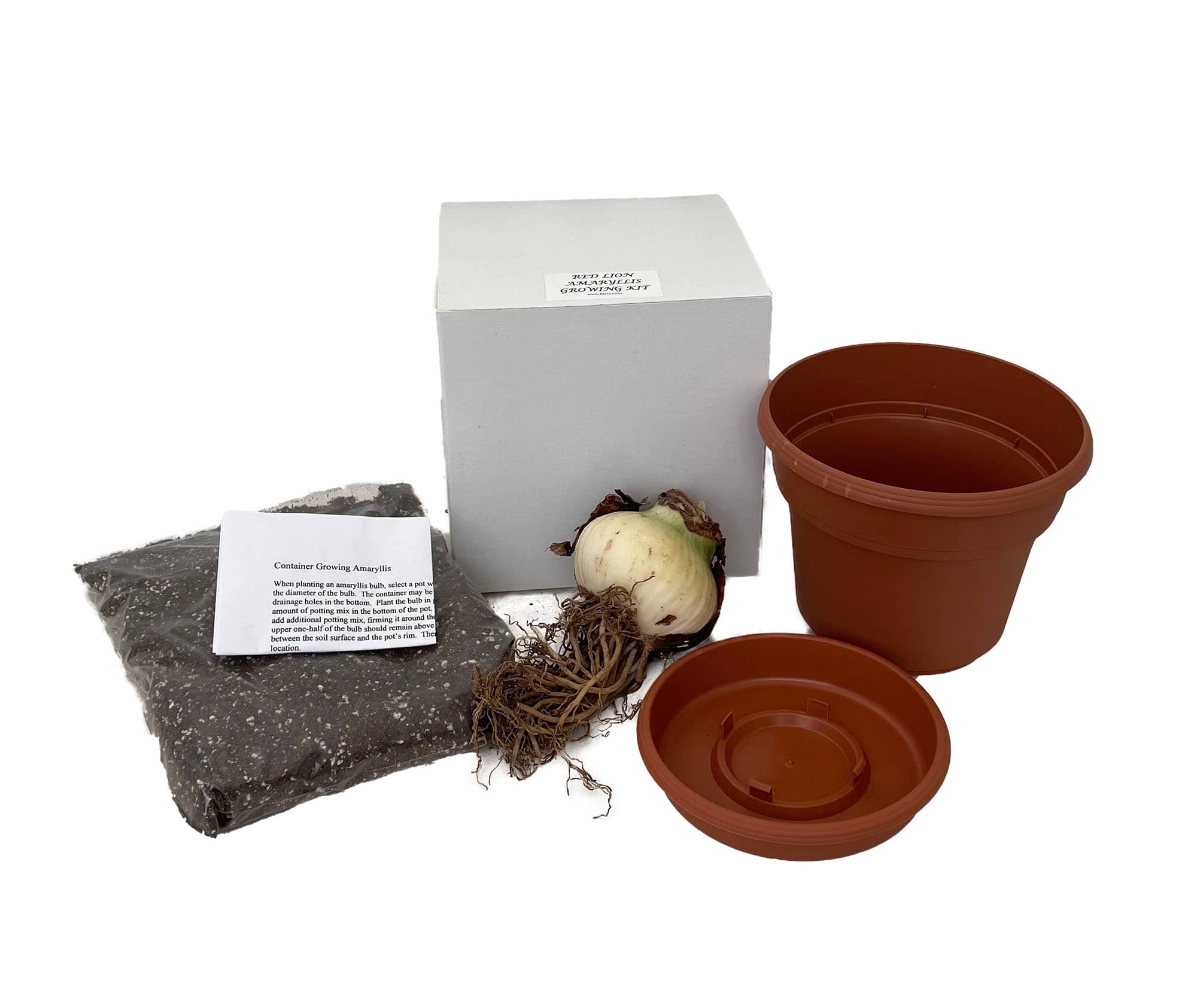 Hirt's Gardens Red Lion Amaryllis Growing Kit - Great Gift - Bulb/Pot ...