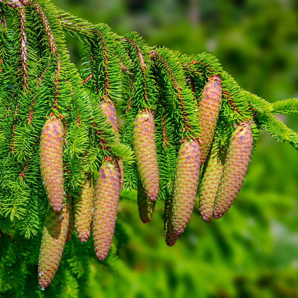 Brighter Blooms Norway Spruce Tree (3-4 ft.) in the Trees department at ...
