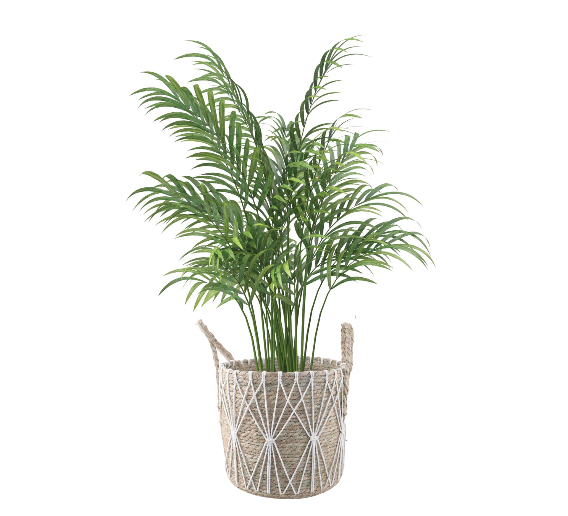 PlantSmart 1.50-GAL Elements Gather Palm in the House Plants department ...