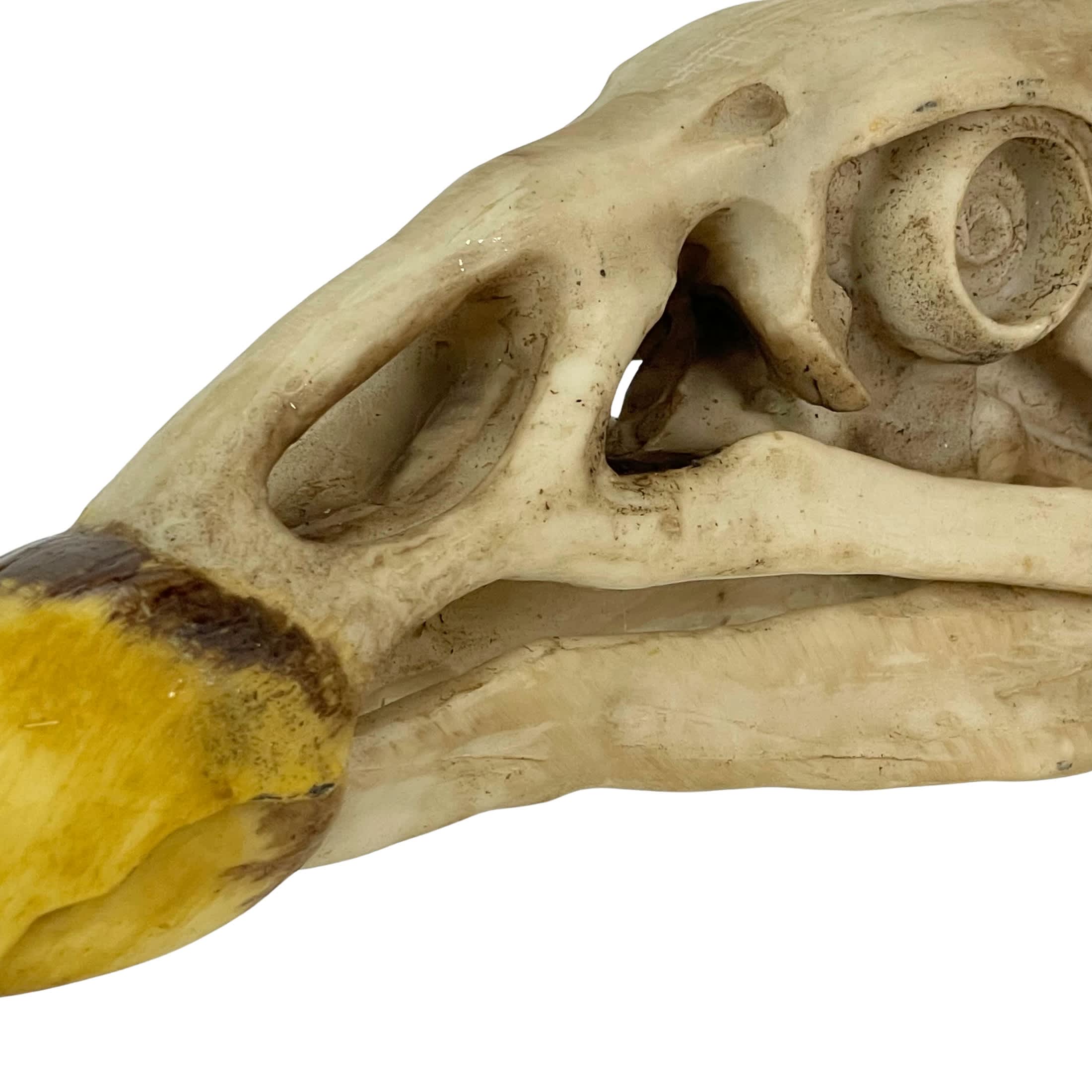 Contrast Replica California Condor Skull - Realistic Endangered Species ...