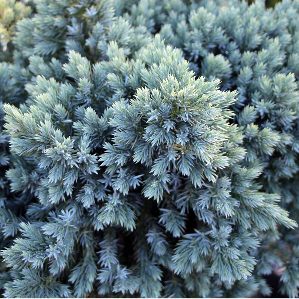 Brighter Blooms Blue Star Juniper Shrub (1 gal.) at Lowes.com