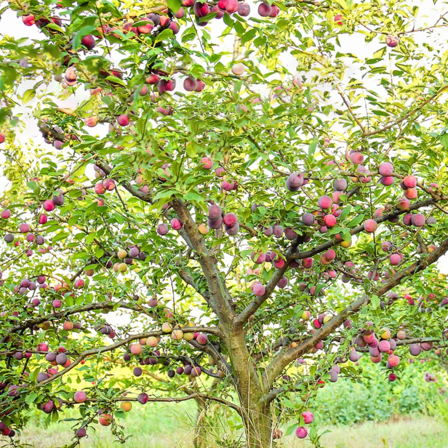 Southern Living 1 Count White Fruit Ruby Sweet Plum In pot (with soil ...