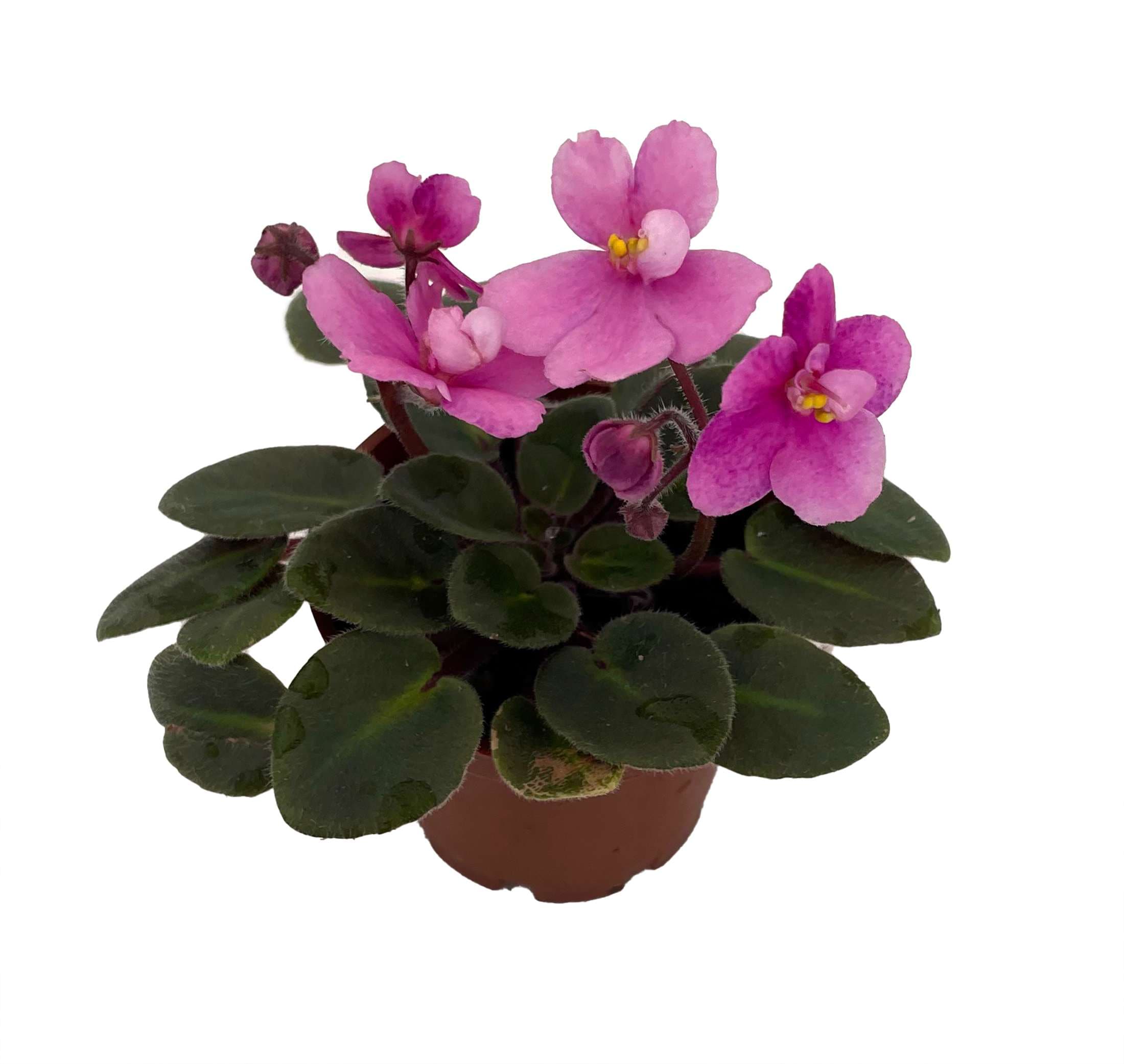 Hirt's Gardens SALE Miniature African Violet - 3 Plants/2 inch Pot ...