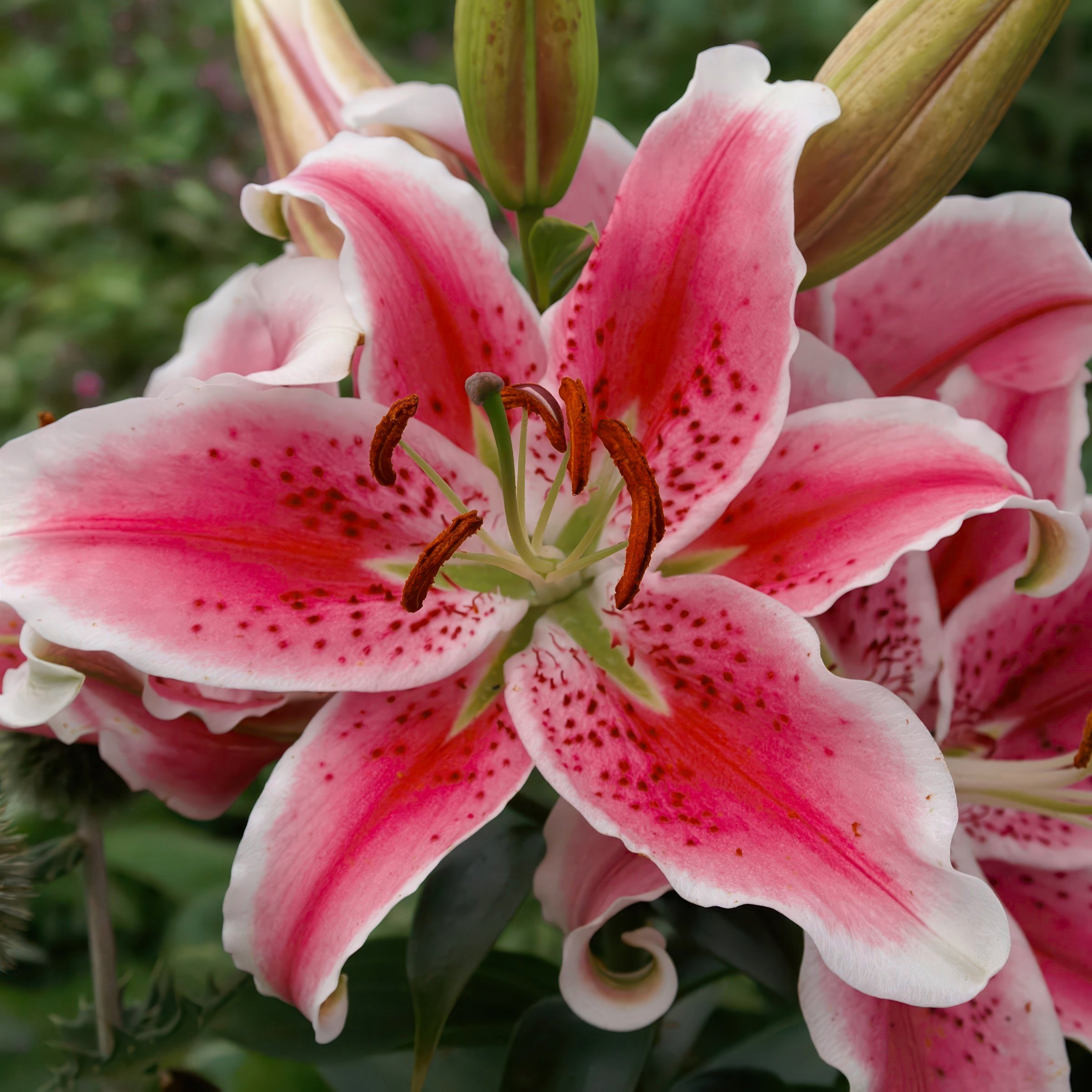 National Plant Network Lily Stargazer Bulbs (5-Pack) in the Plant Bulbs ...