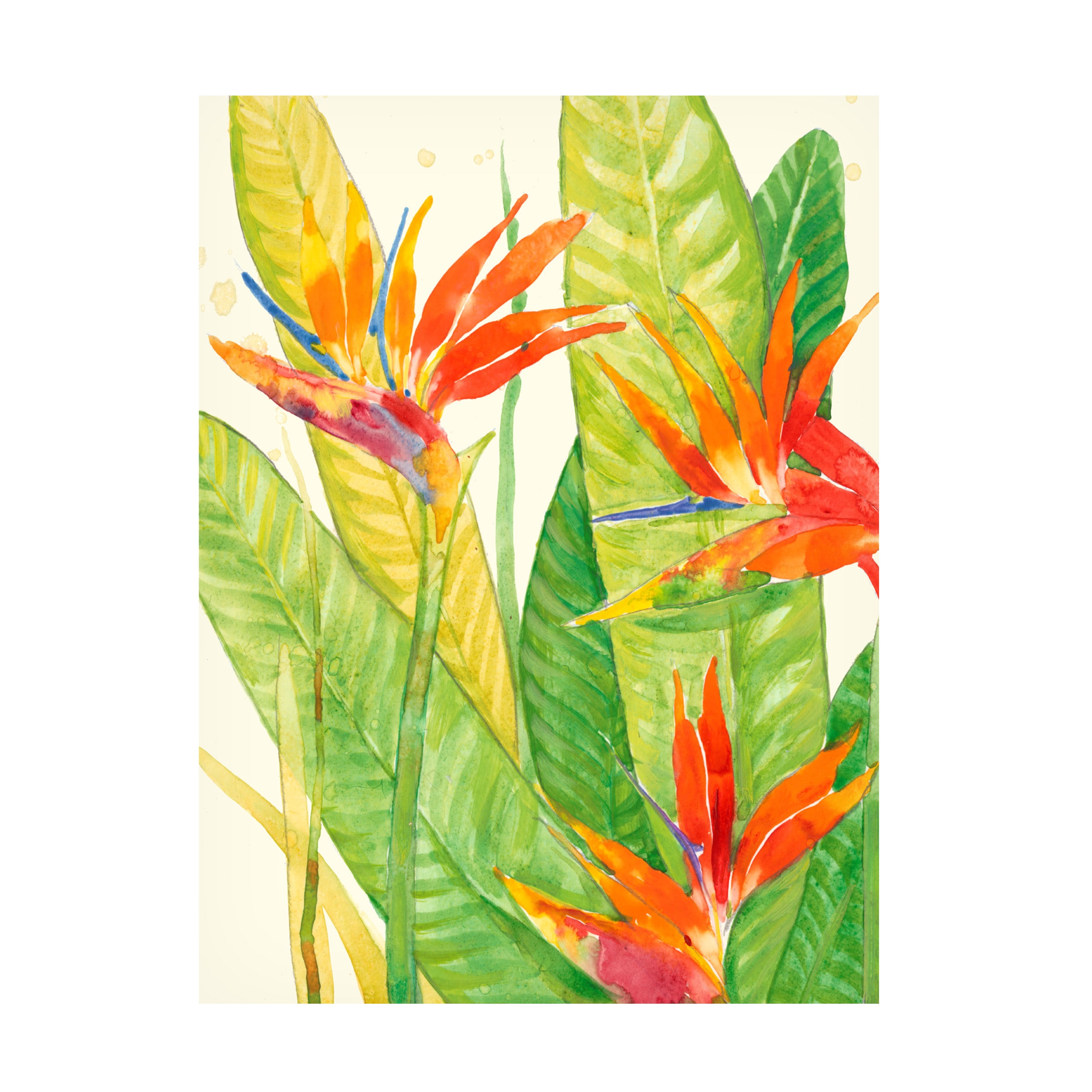 Trademark Fine Art Tim Otoole Watercolor Tropical Flowers Iii Canvas ...