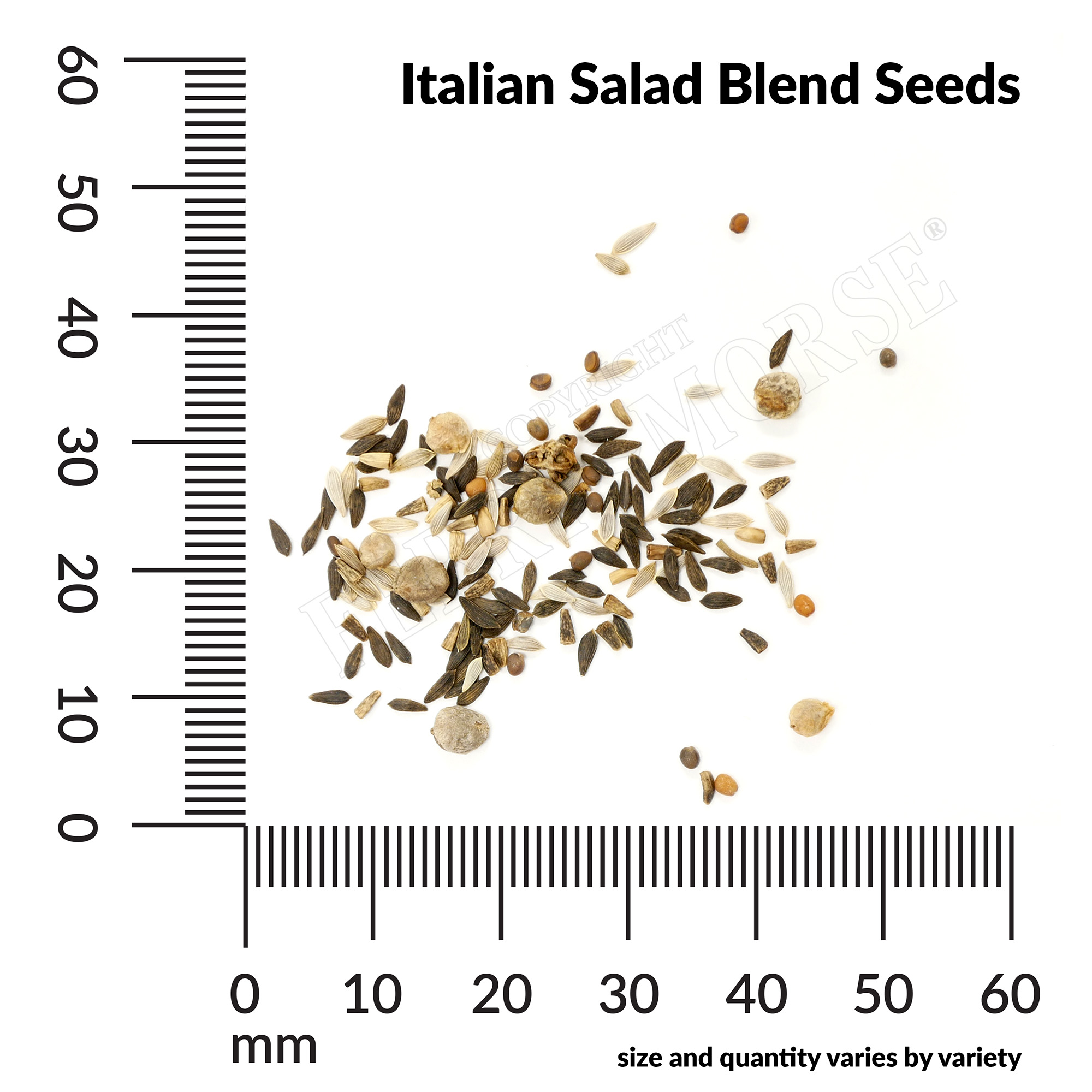Ferry-Morse Salad Blend Seeds 1 Gram(s) in the Vegetable & Herb Seeds ...